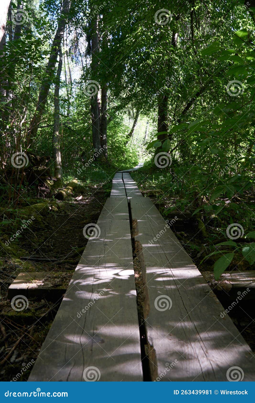 Vertical Shot of a Long Boardwalk Footpath in a Forest Stock Image ...
