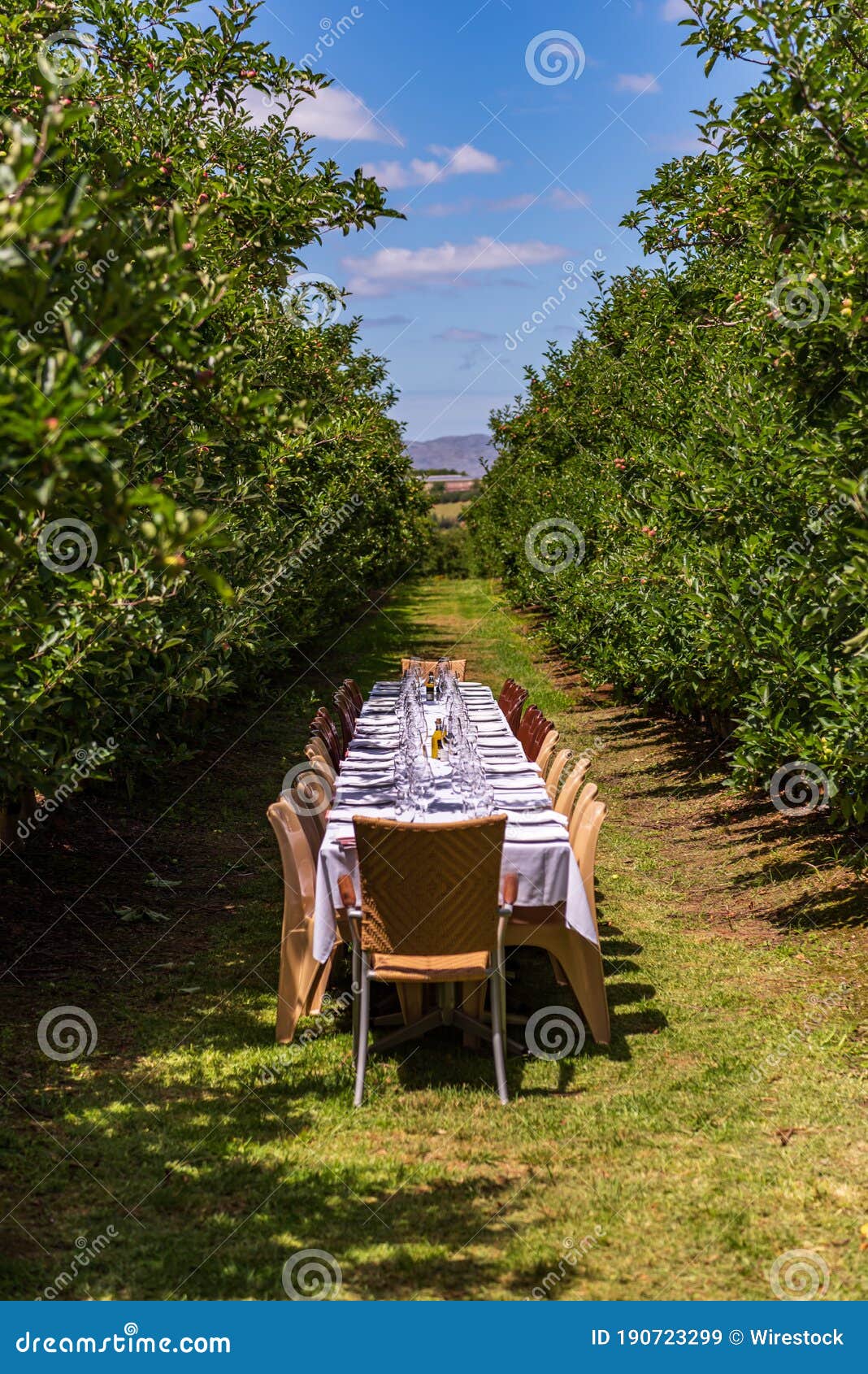 Vertical Shot of a Long Dining Table Set Outdoors at an Orchard with ...
