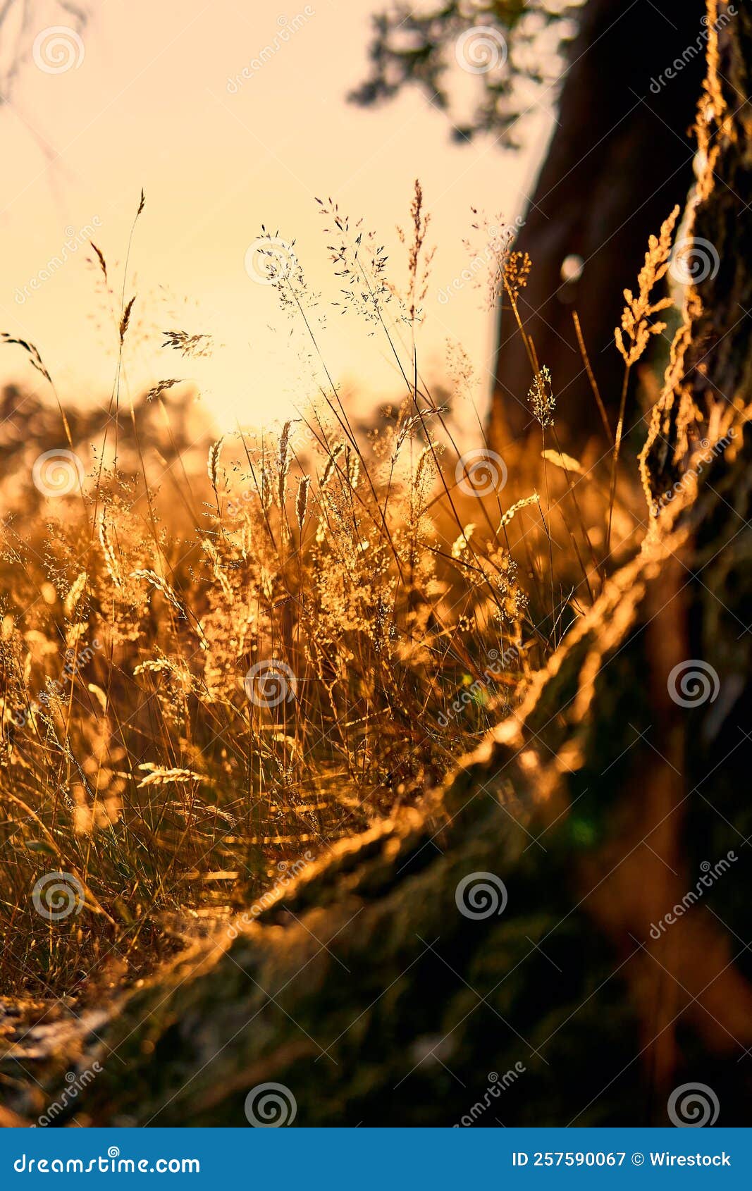 Vertical Shot of the Long Grasses at Sunset Under a Tree Stock Image ...