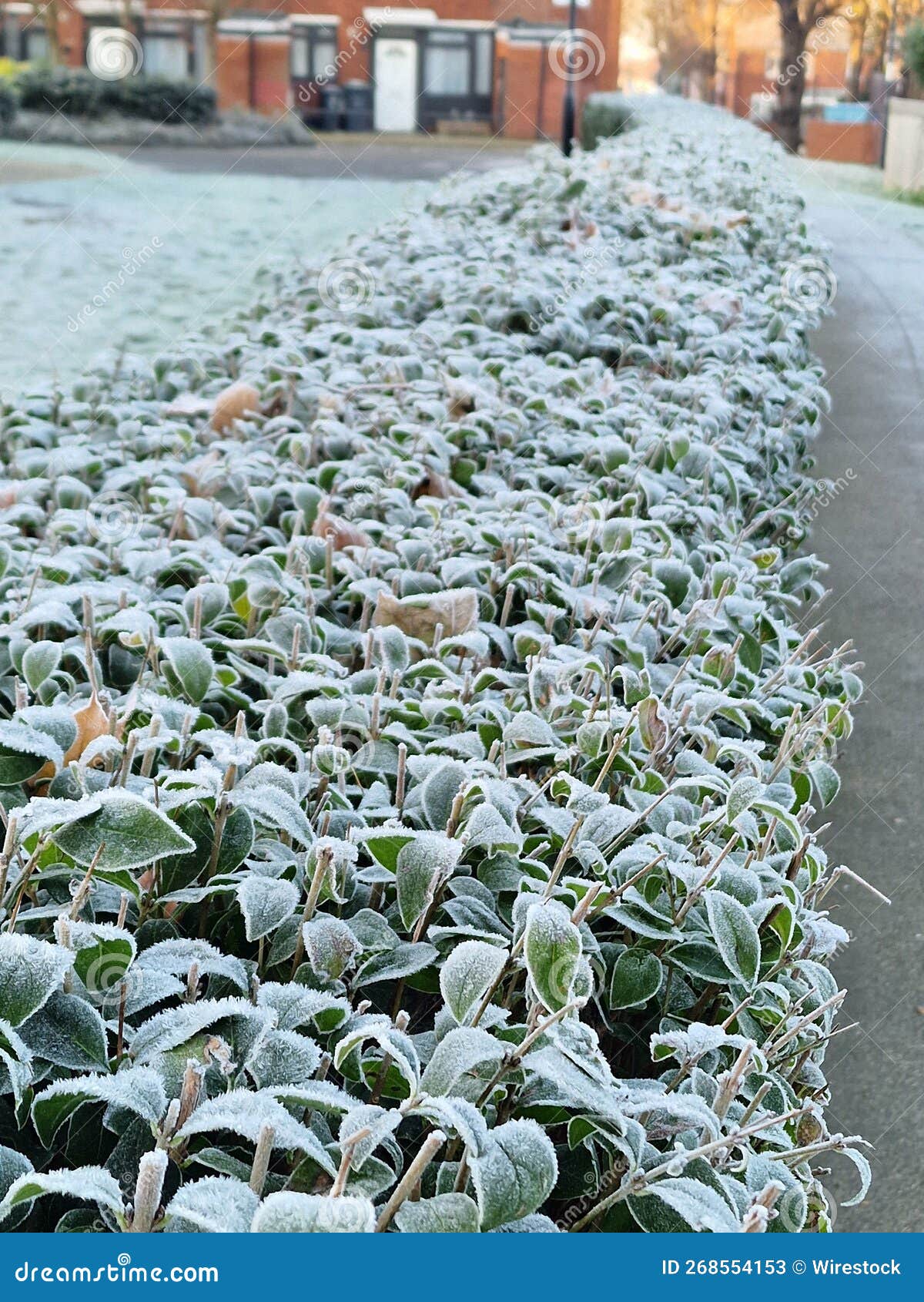 Vertical Shot of a Long Hedge with Leaves Covered in Frost Stock Image ...
