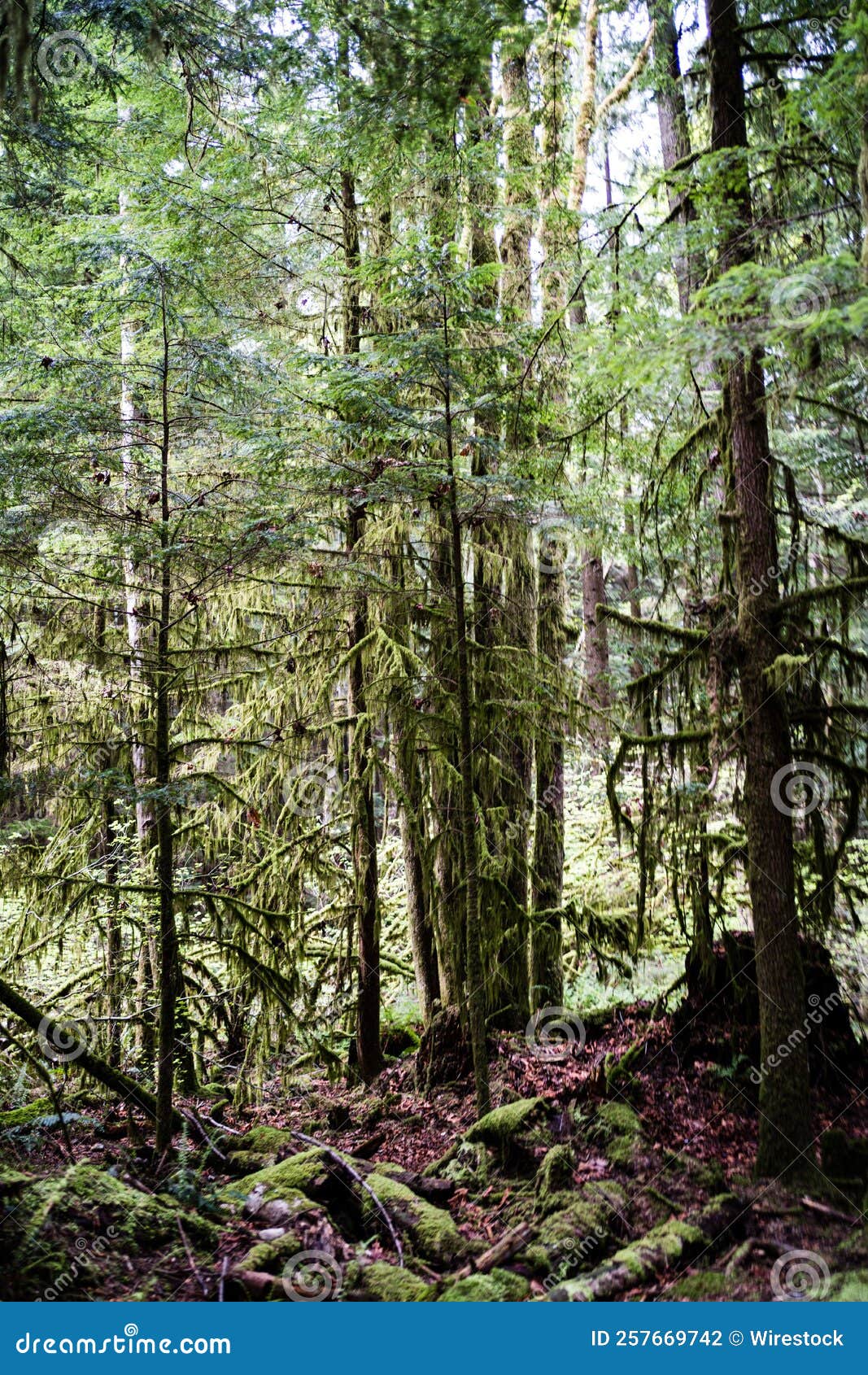 Vertical Shot of Long Tree Trunks on Dirt Ground in the Forest Stock ...