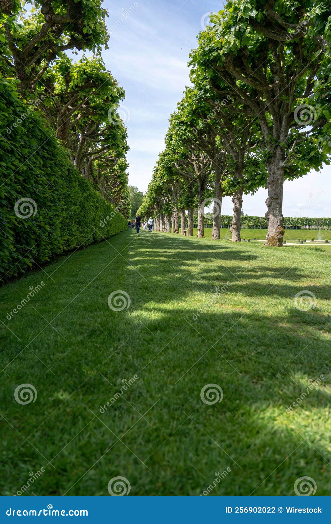 Vertical Shot of a Long Walking Path through a Field with Trees Stock ...