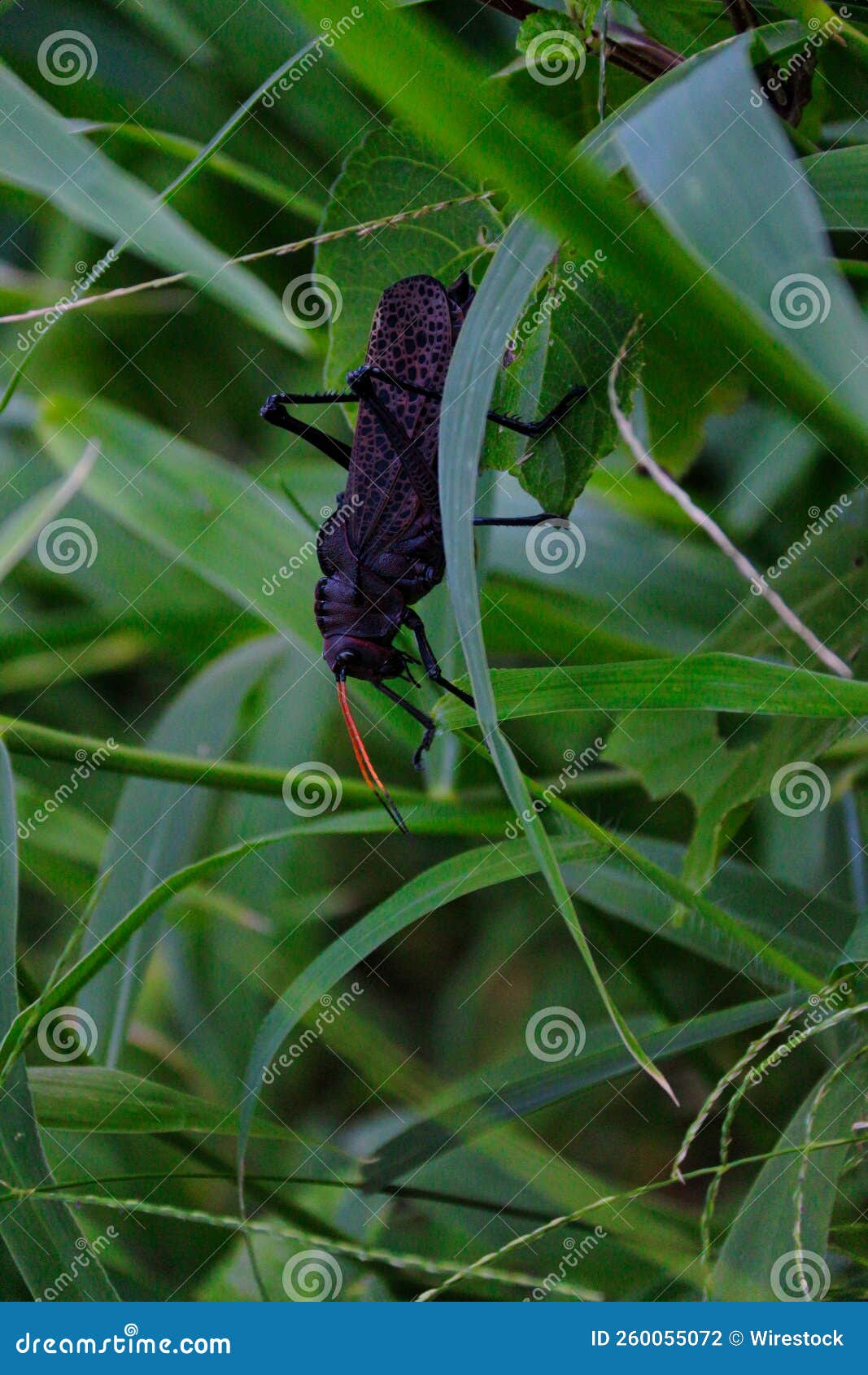 Vertical Shot of a Longhorn Beetle in a Rainforest Stock Photo - Image ...