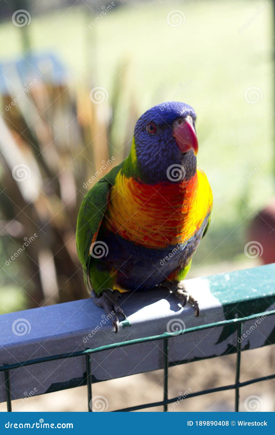 Vertical Shot of a Loriini Bird Standing on a Metal Surface Stock Photo ...