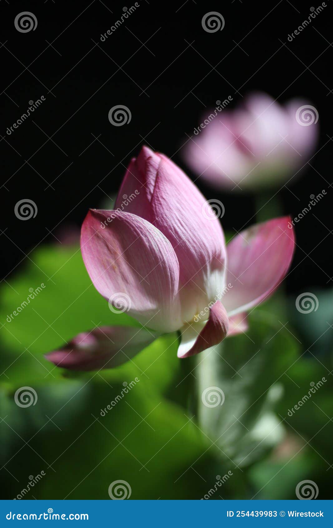Vertical Shot of a Lotus Flower Stock Image - Image of selective ...