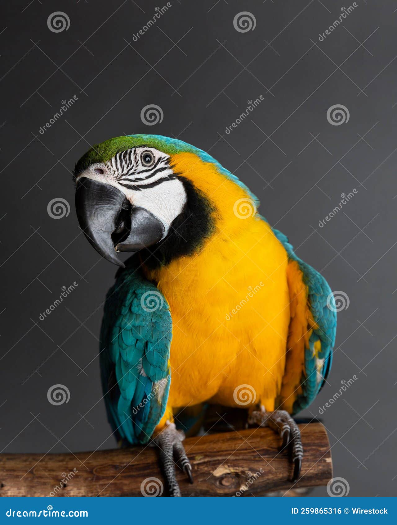 Vertical Shot of a Macaw on a Perch Stand in Front of a Gray Wall Stock ...