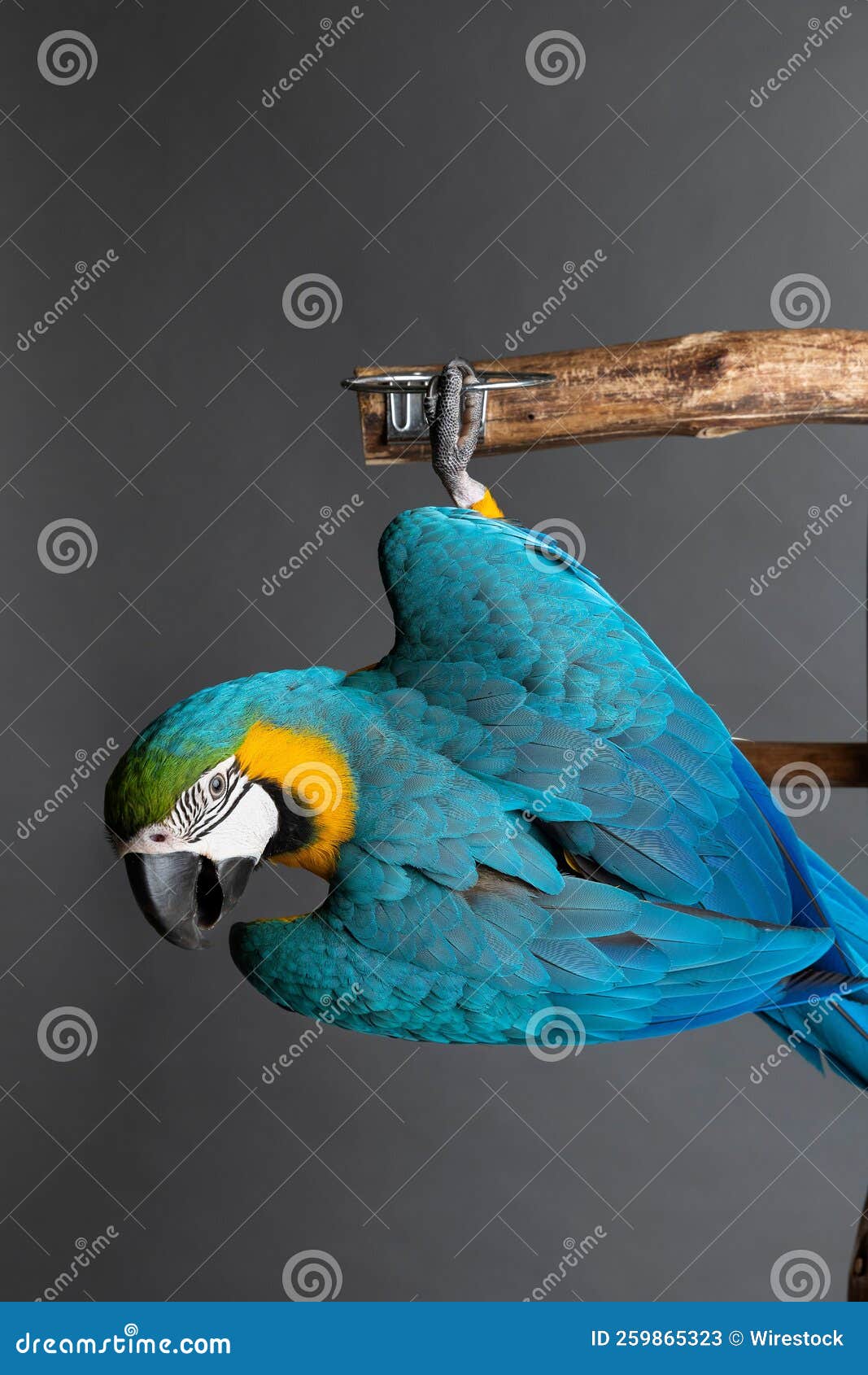 Vertical Shot of a Macaw on a Perch Stand in Front of a Gray Wall Stock ...
