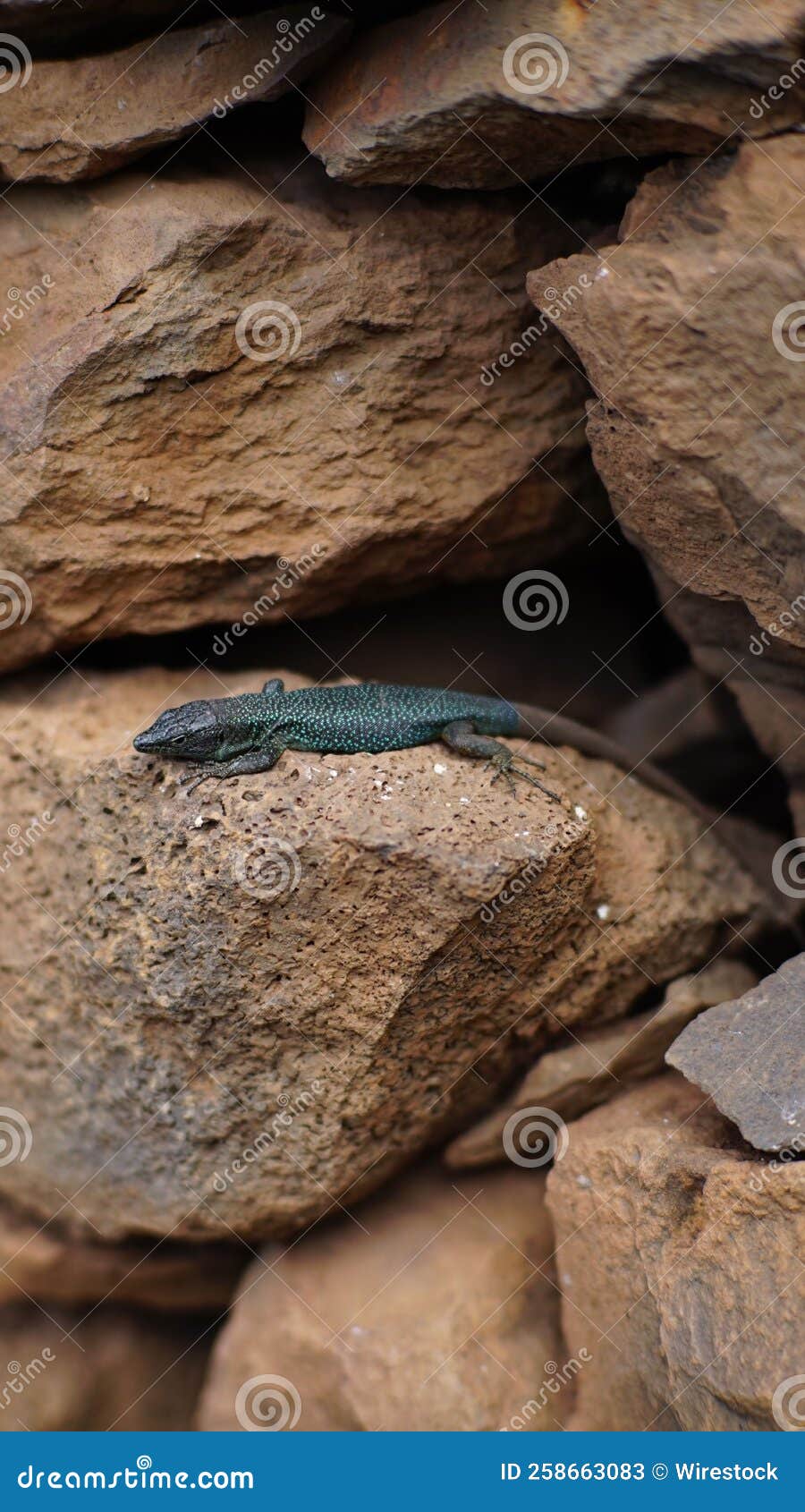 Vertical Shot of a Madeiran Wall Lizard Crawling on a Stone in the ...