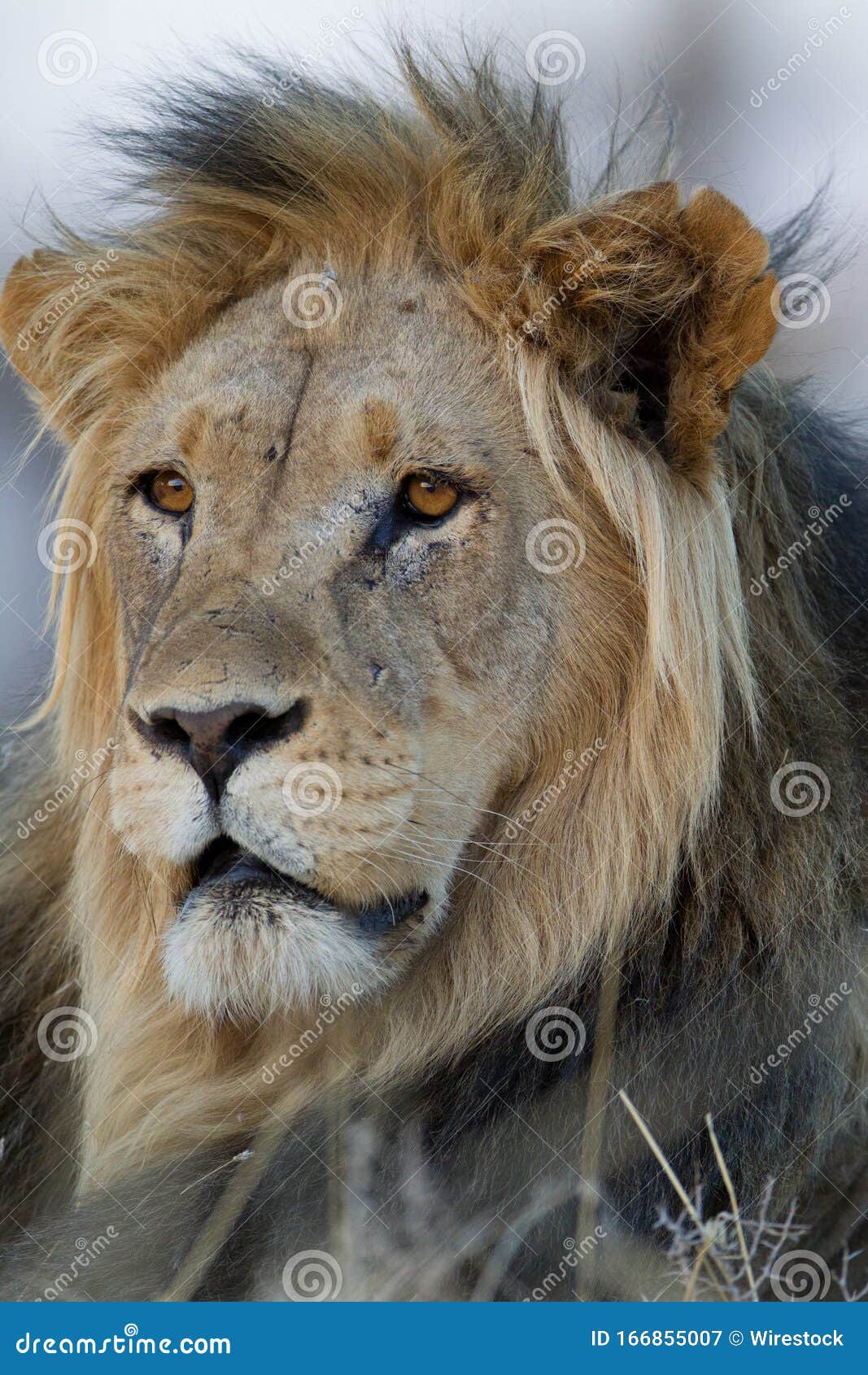 Vertical Shot of a Magnificent Lion Captured in the Desert Stock Image ...