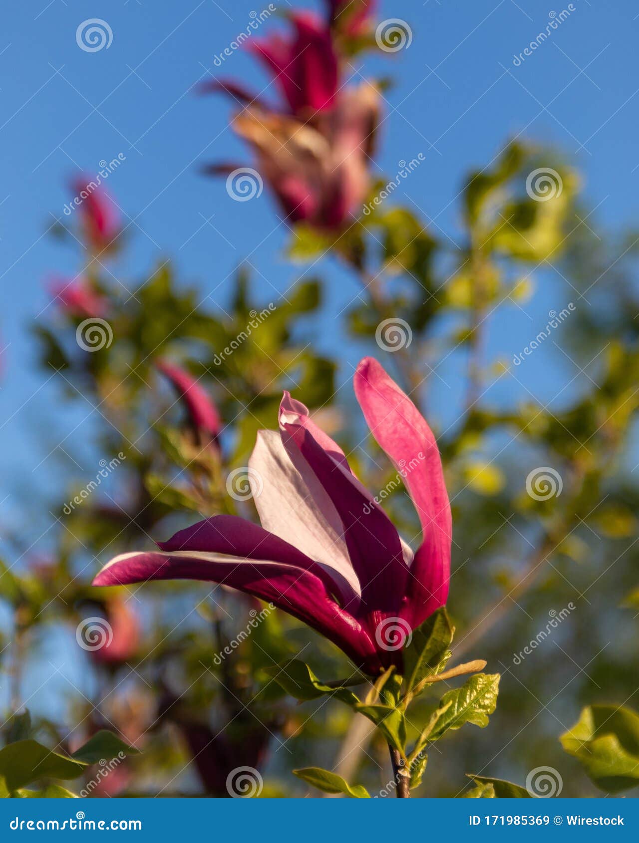 Vertical Shot of Magnolia Blooms on the Branches of a Tree on a Spring ...
