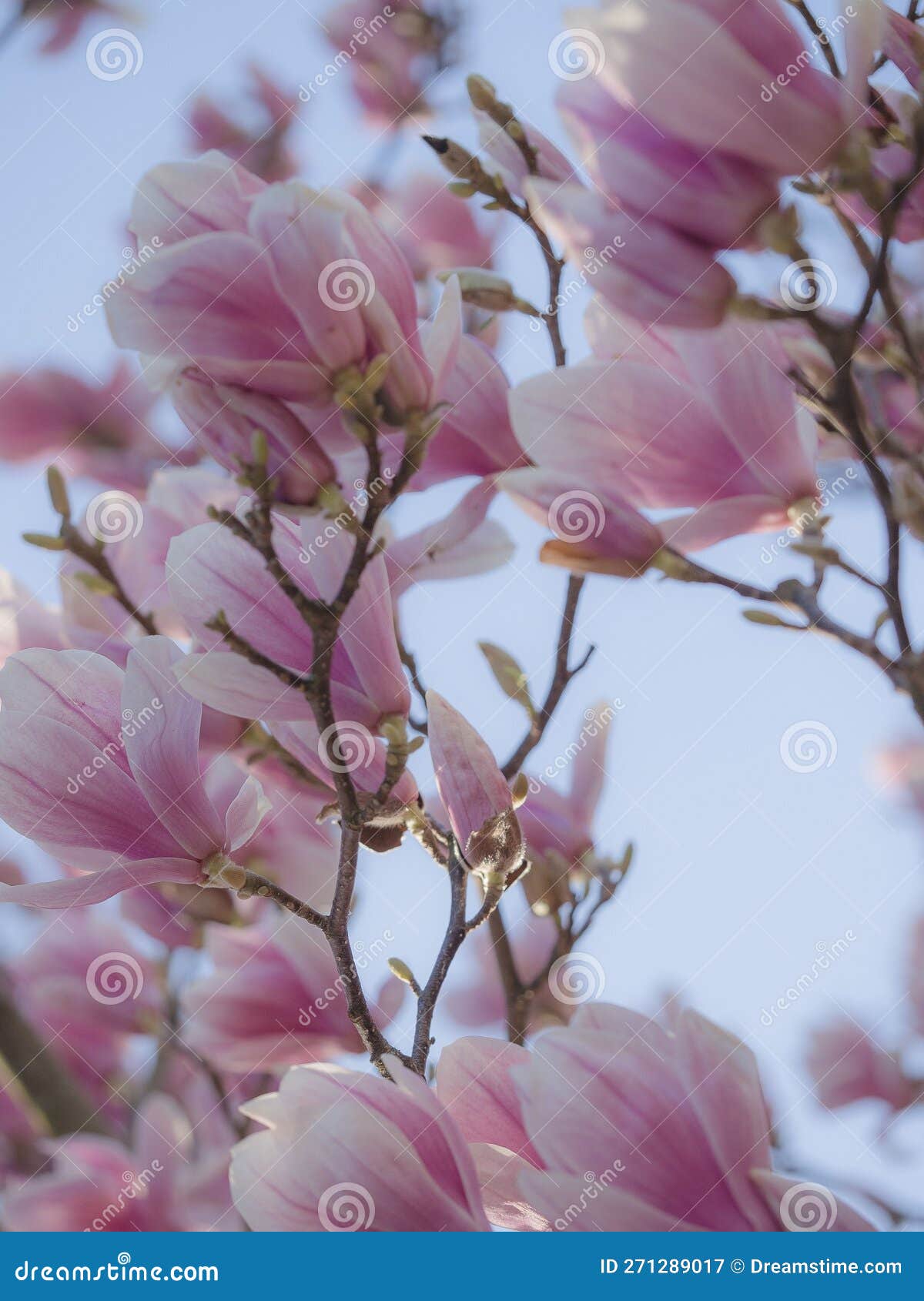 Vertical Shot of Magnolias Growing on Tree Branches Under the Sunlight ...
