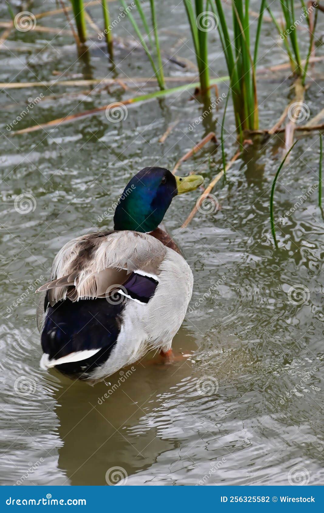 Vertical Shot of a Mallard Duck Foraging on a Shallow Pond Stock Photo ...