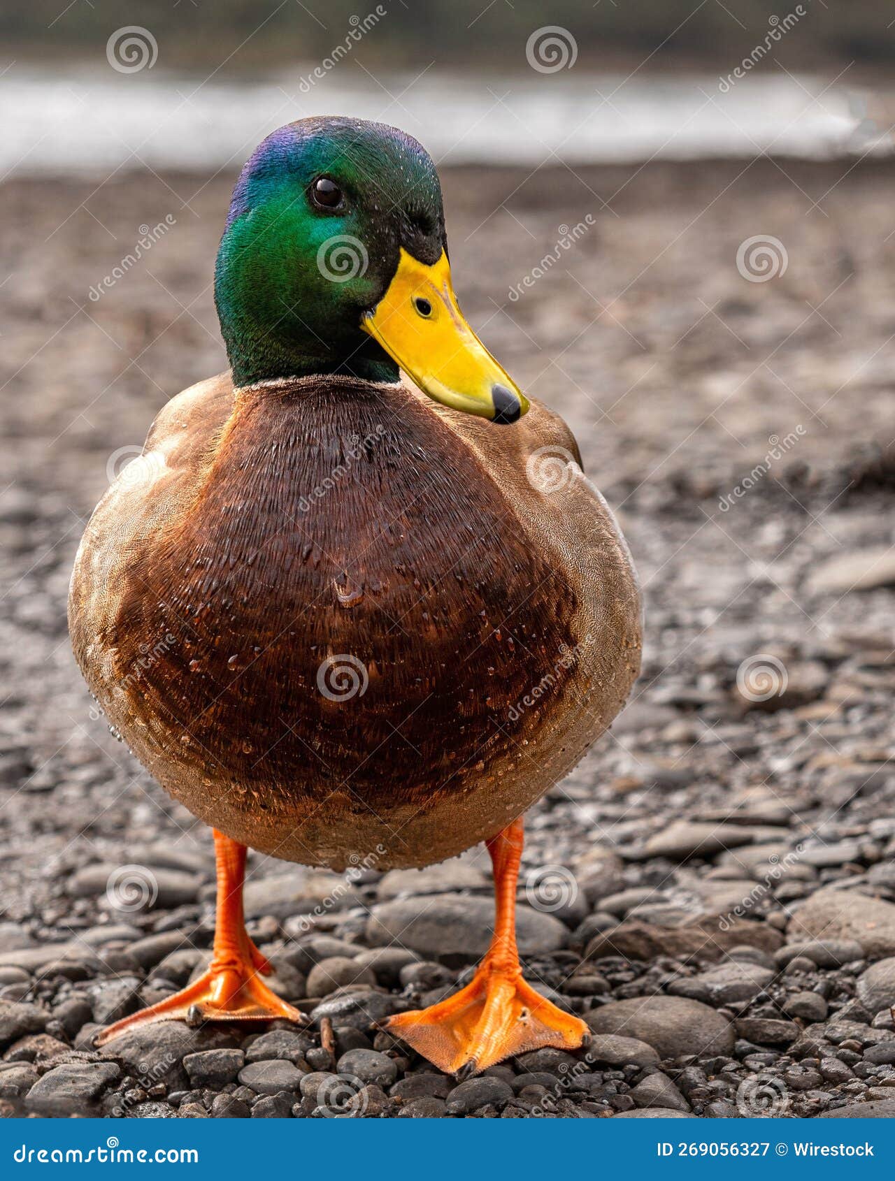Vertical Shot of a Mallard Duck on a Rocky Ground Stock Image - Image ...
