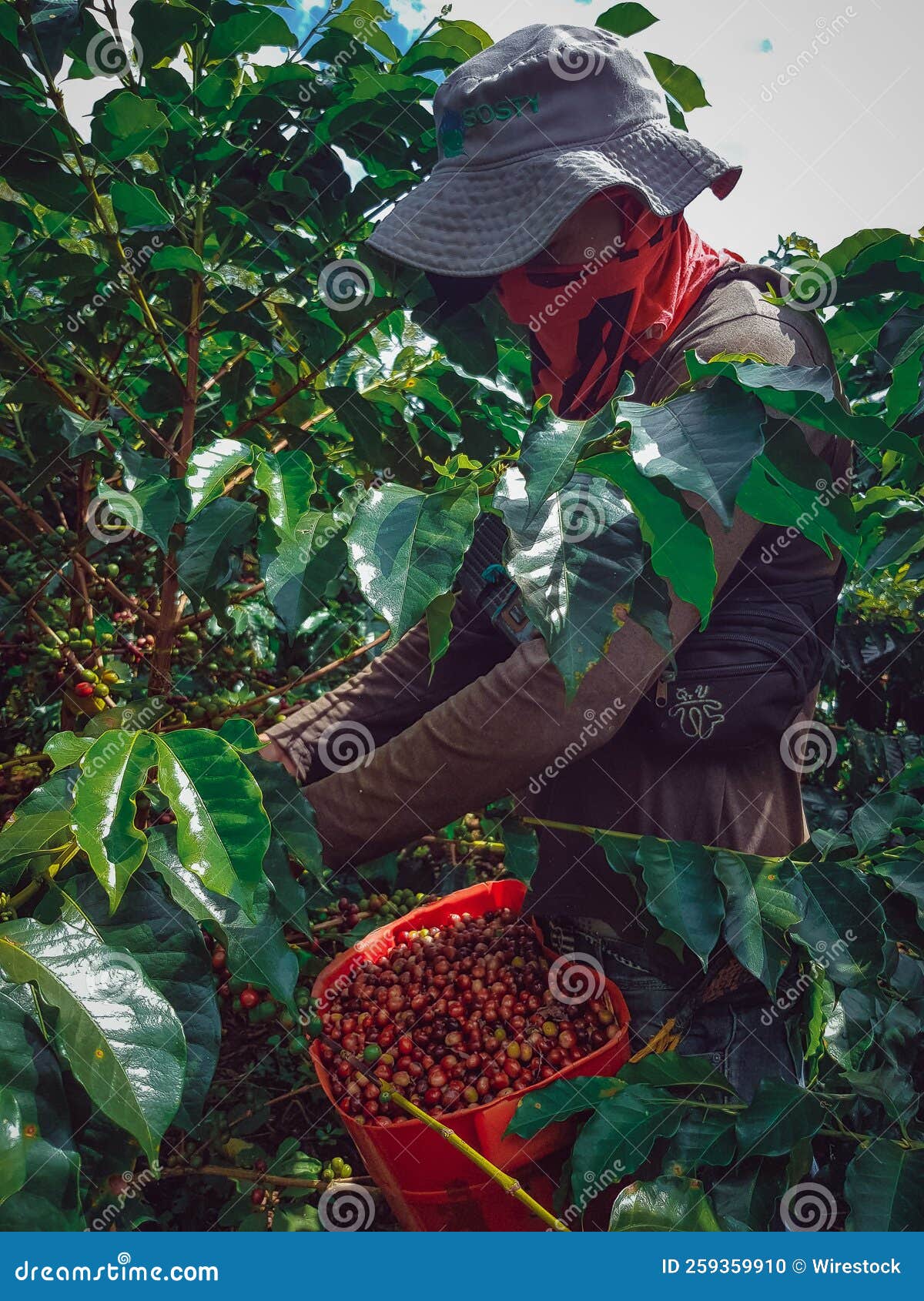 Vertical Shot of a Man Picking the Coffea Plant Seeds in a Garden in a ... Vertical Shot of a Man Picking the Coffea Plant Seeds in a Garden in a ...