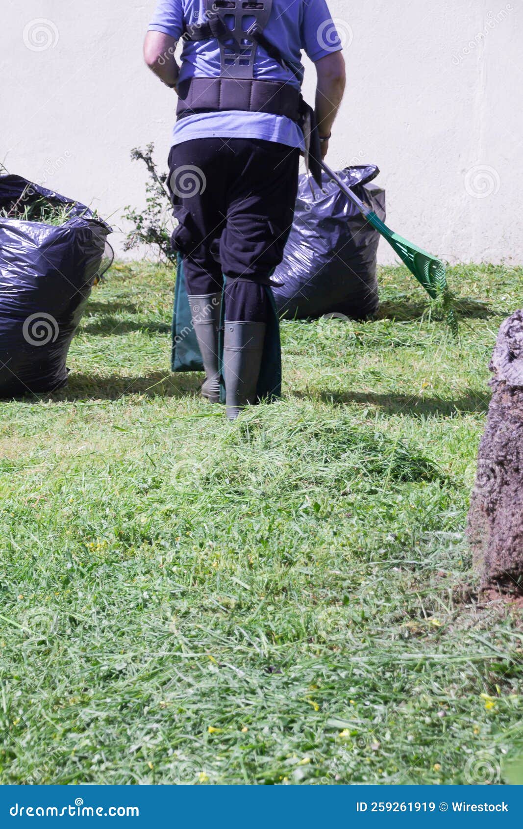 Vertical Shot of the Man with a Rake Cleaning the Lawn from Grass ... Vertical Shot of the Man with a Rake Cleaning the Lawn from Grass ...