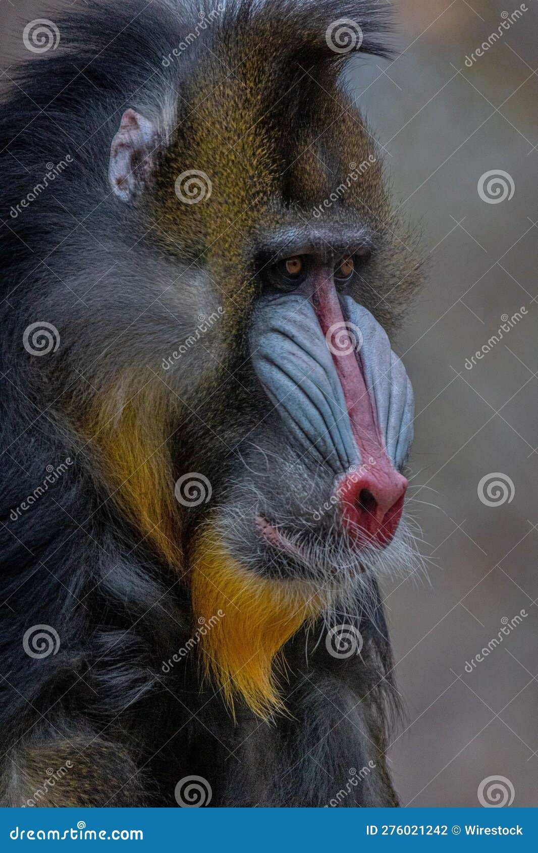 Vertical Shot of a Mandrill is Looking Straight Ahead with a Bright Red ...