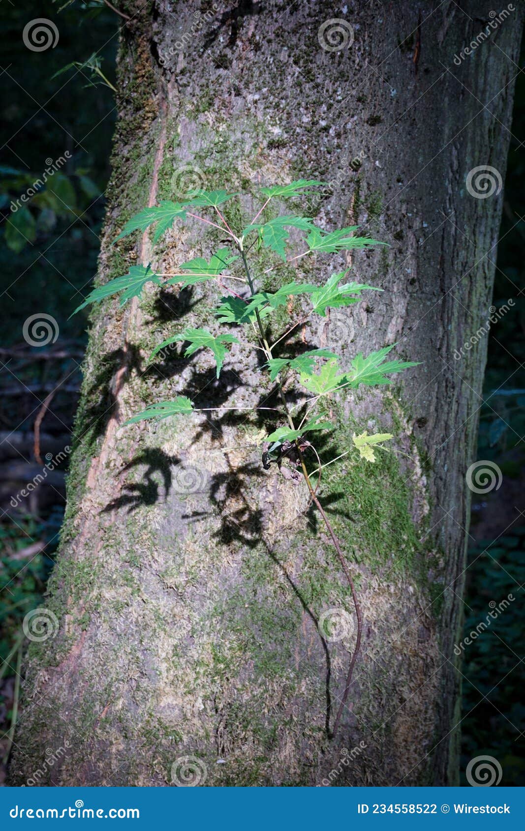 Vertical Shot of a Maple Tree in the Dark Stock Photo - Image of grow ...