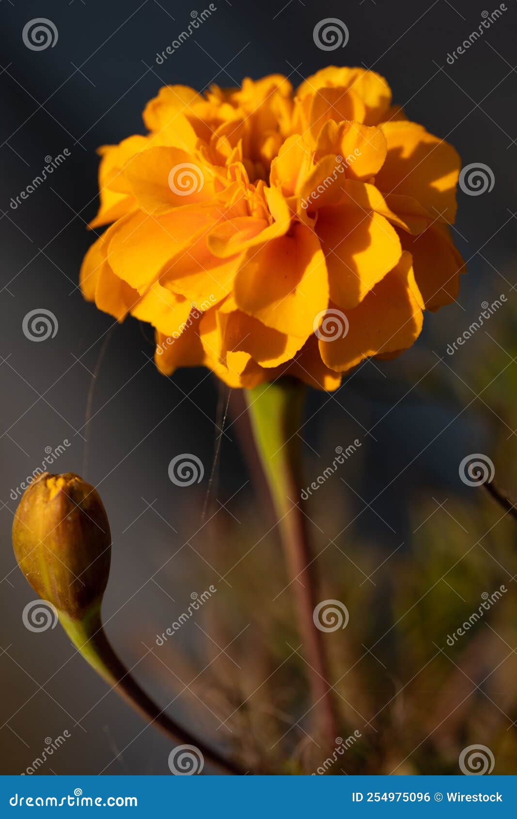 Vertical Shot of a Marigold Flower and a Bud Stock Photo - Image of ...