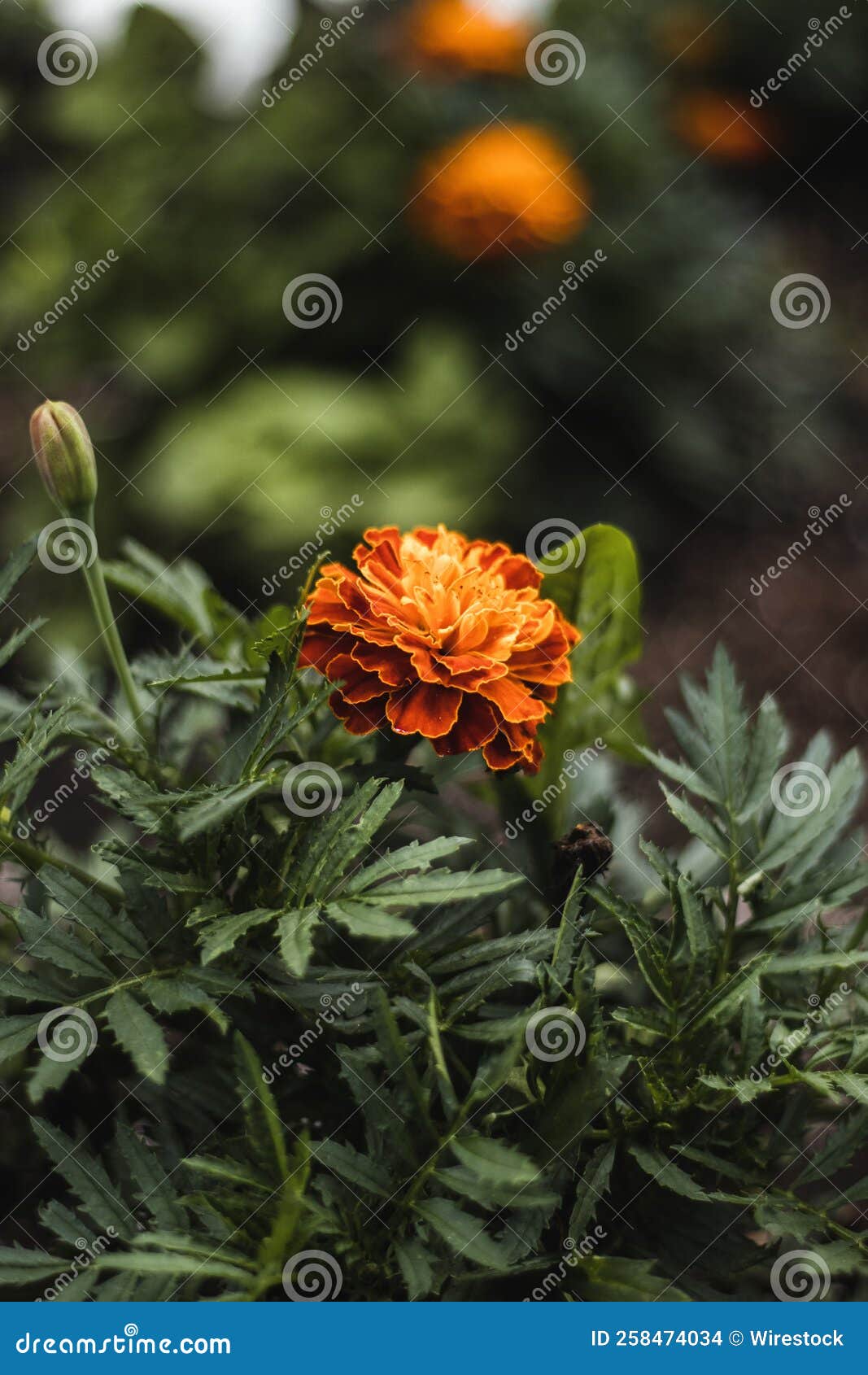 Vertical Shot of a Marigold in a Garden Stock Photo - Image of blossom ...