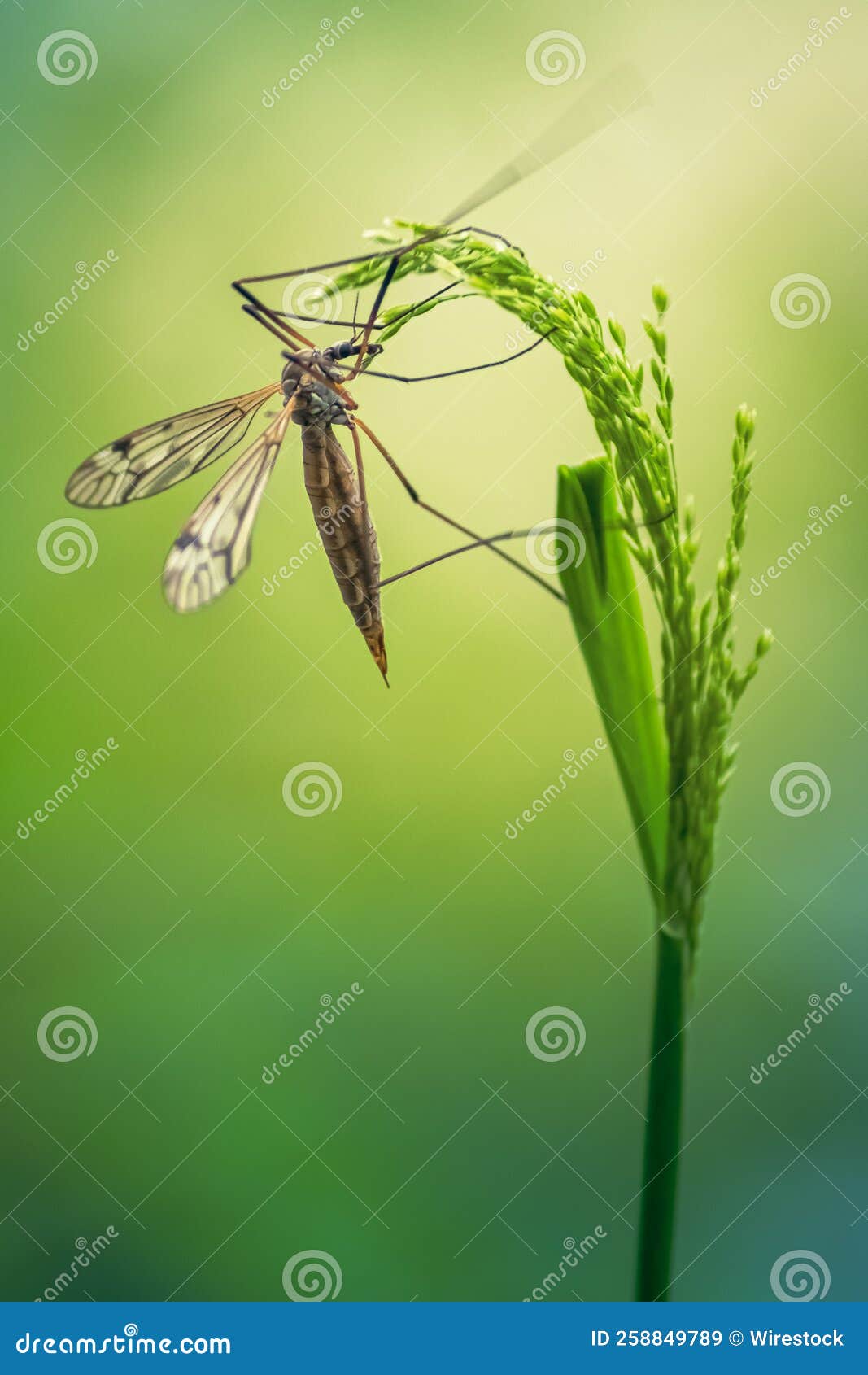 Vertical Shot of a Marsh Crane Fly on a Green Plant Stock Image - Image ...