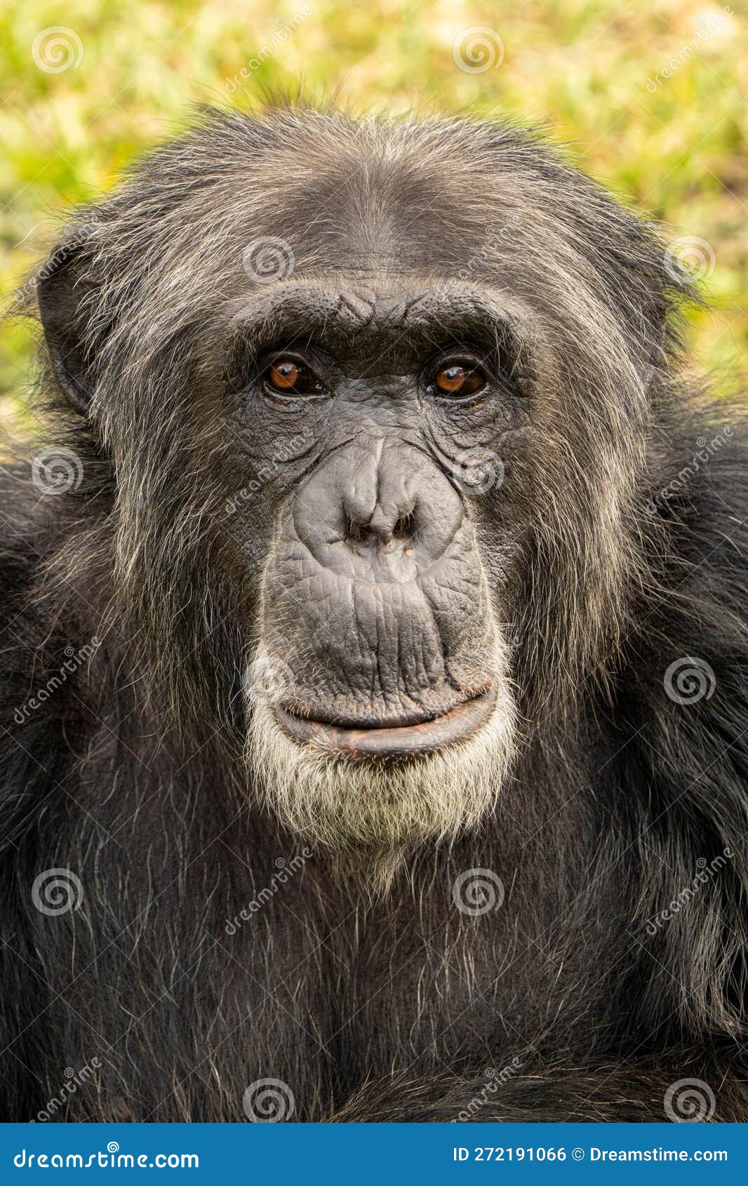 Mature Chimpanzee Stock Image | CartoonDealer.com #110304823