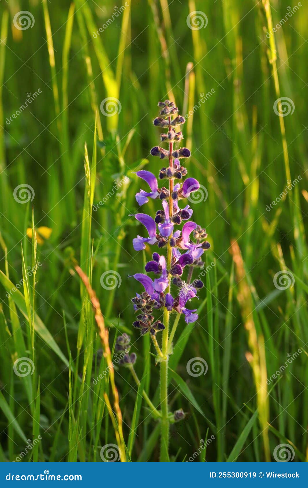Vertical Shot of a Meadow Sage (Salvia Pratensis) Stock Image - Image ...