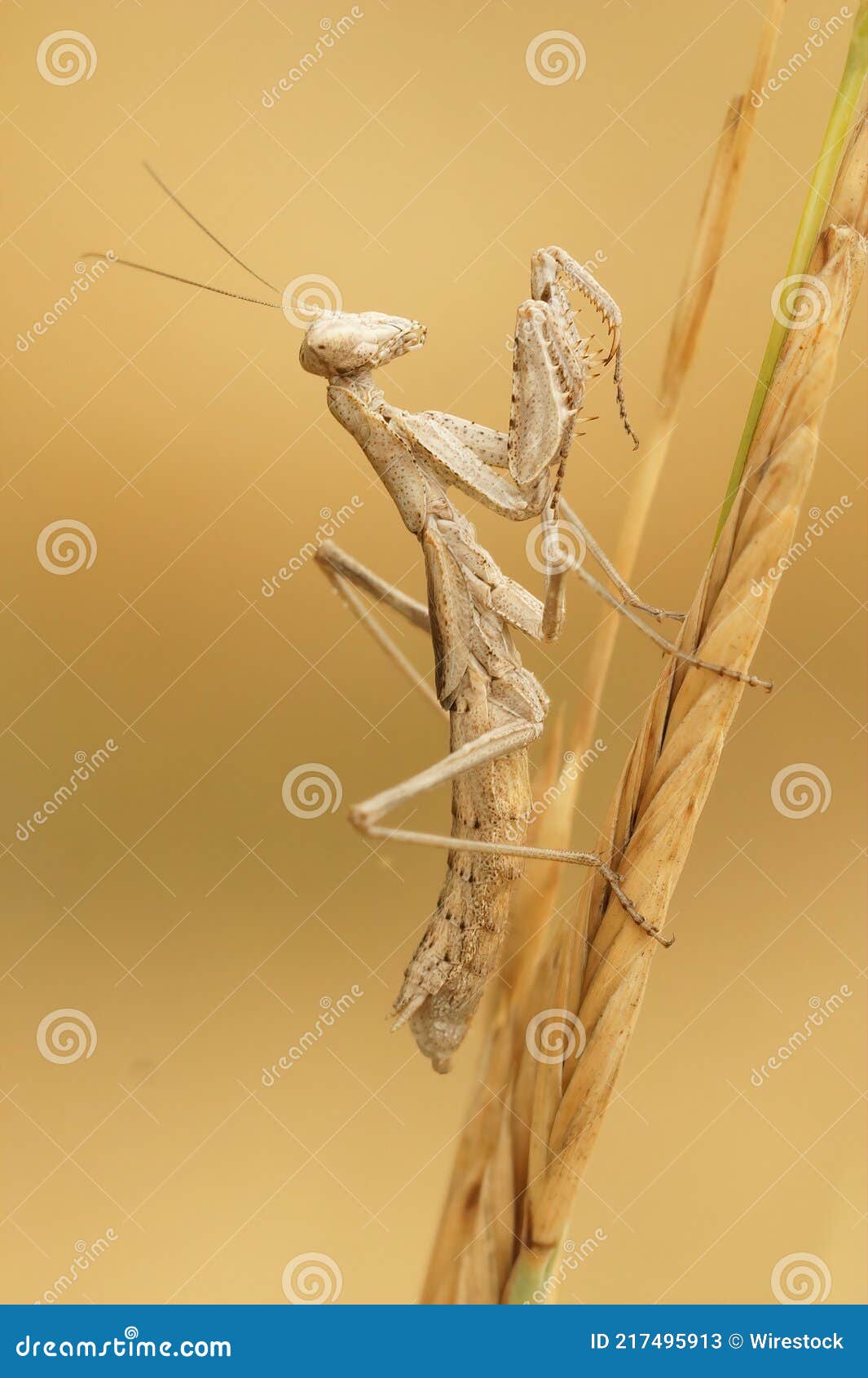 Vertical Shot of a Mediterranean Dwarf Mantis Perched on a Reed Stock ...