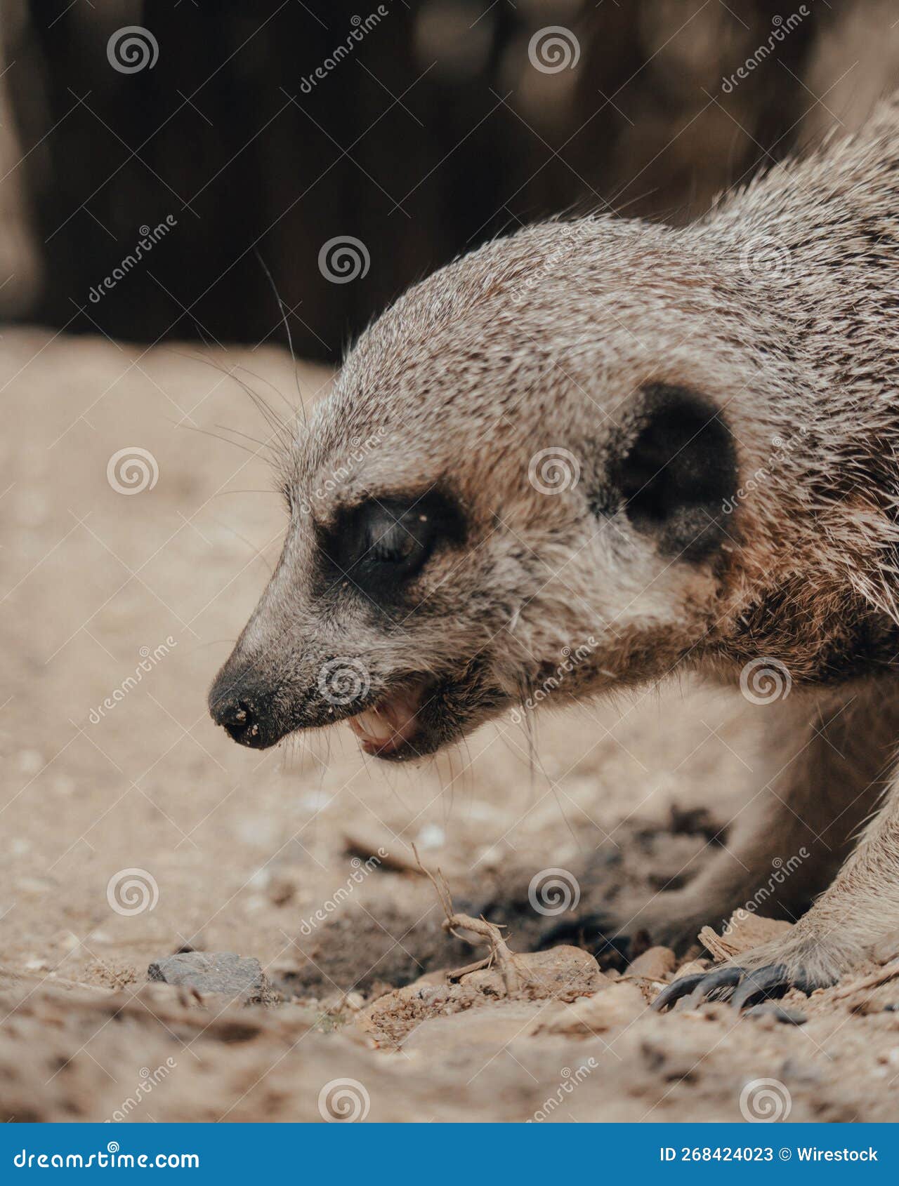 Meerkat Open Mouth And Visible Teeth Royalty-Free Stock Photo ...