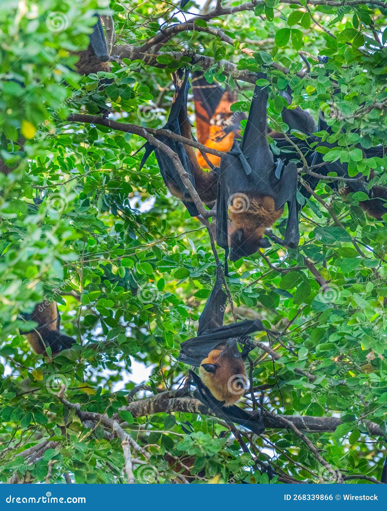 Vertical Shot of Megabats Hanging from a Tree Stock Photo - Image of ...