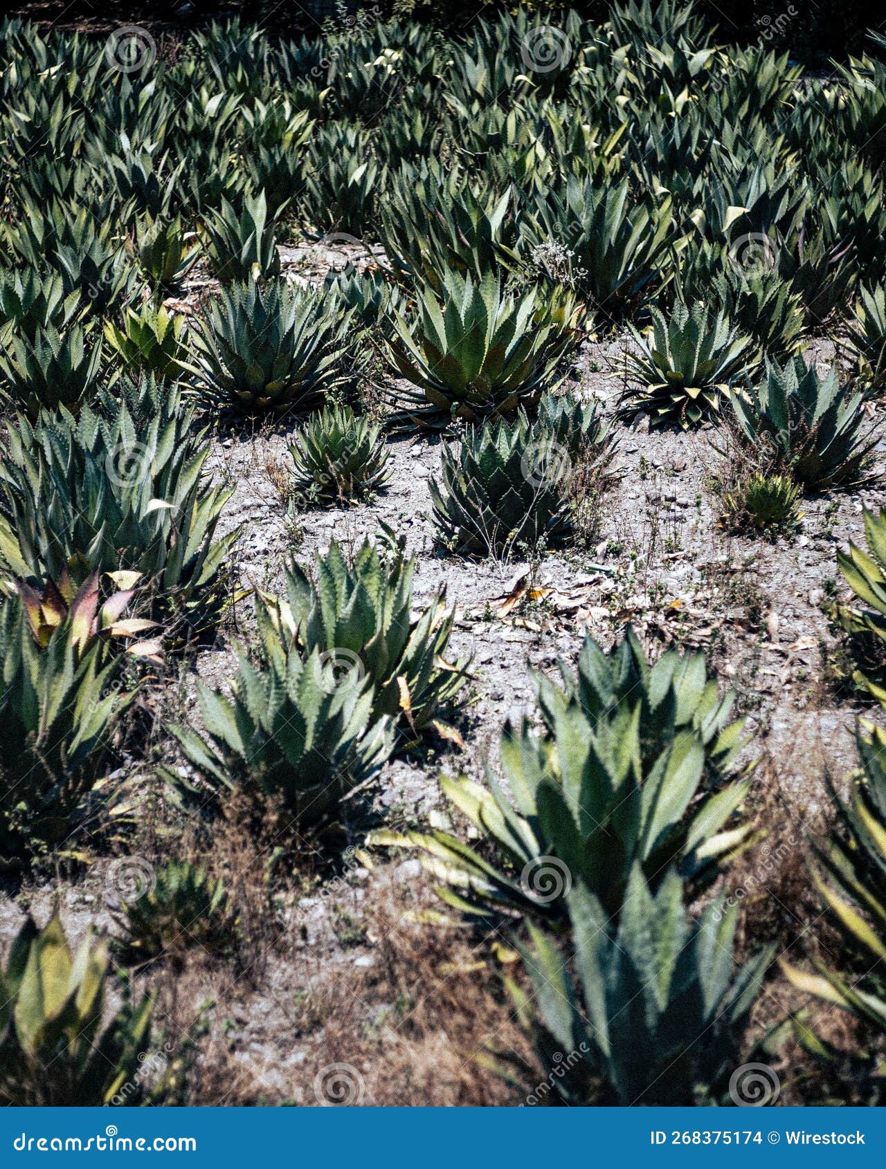 Vertical Shot of Mexican Agave Plants in a Field. Stock Photo - Image ...