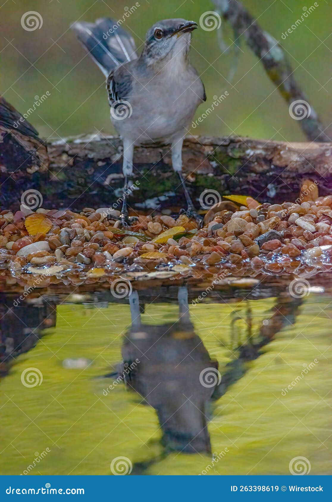 Vertical Shot of a Mockingbird, and Its Image Reflected in the Water ...