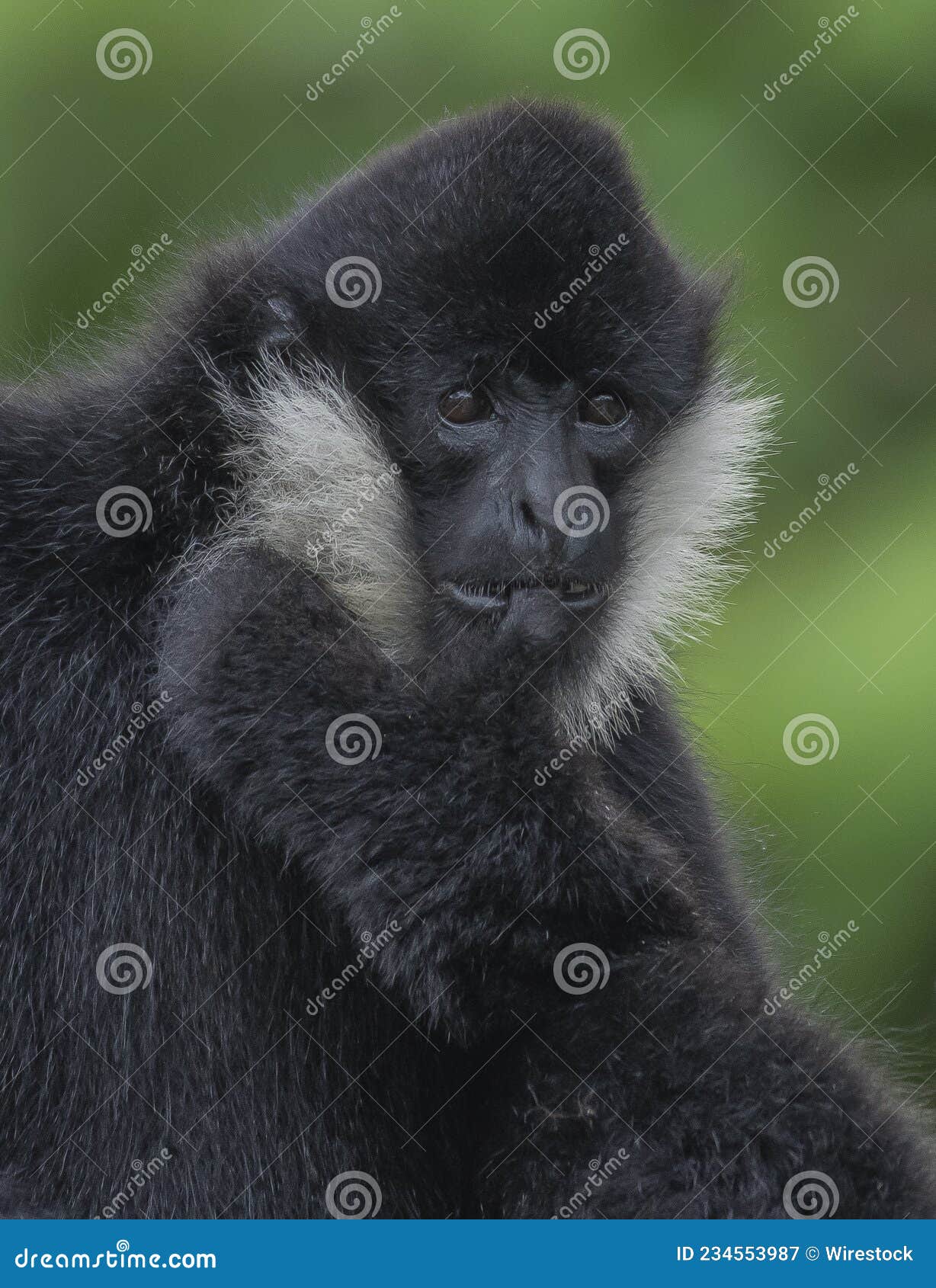 Vertical shot of a monkey stock image. Image of monkey - 234553987