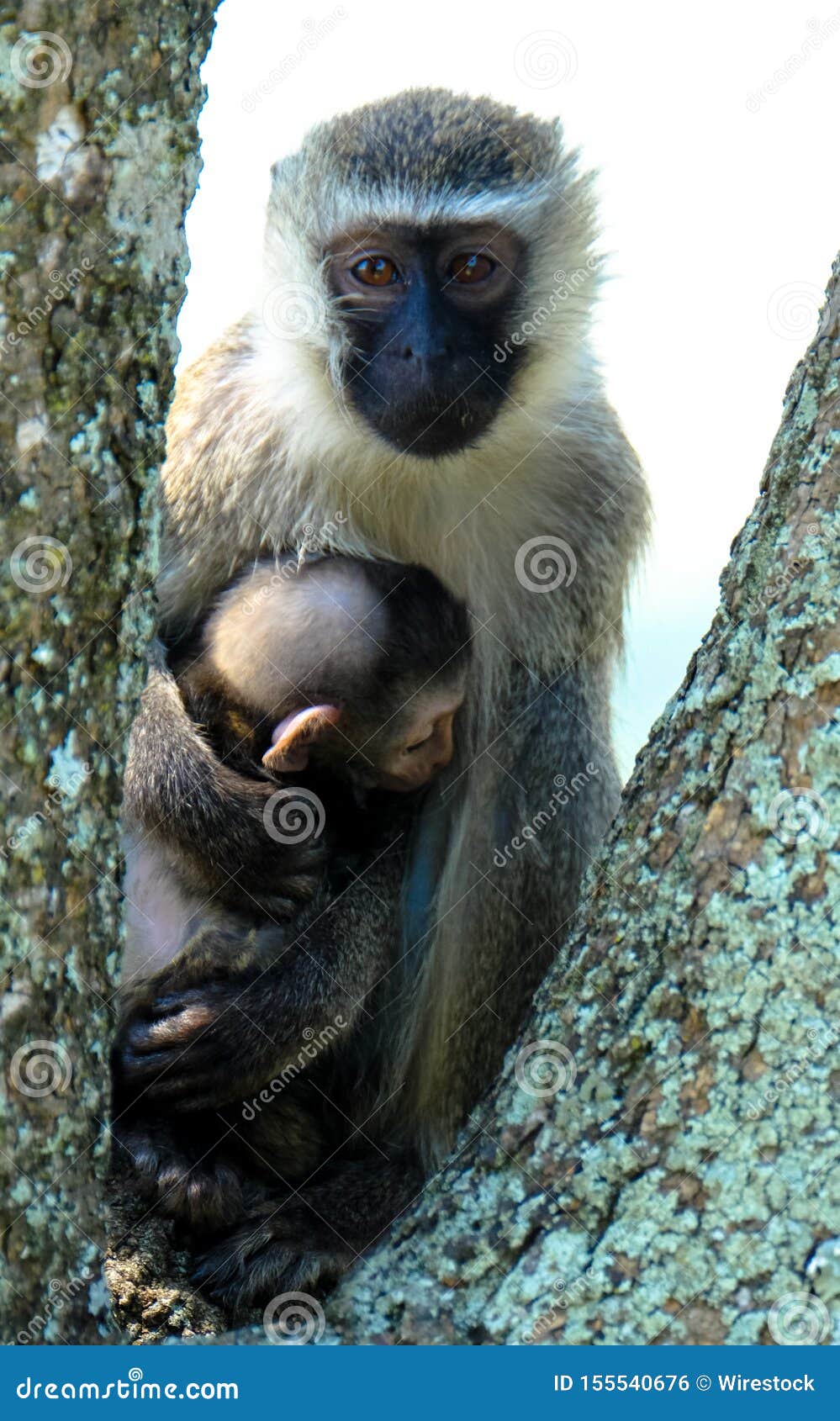 Vertical Shot of a Monkey Hugging Its Baby on a Tree with Blurred ...
