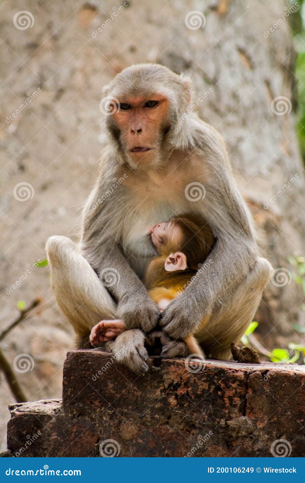 Vertical Shot of a Monkey Mom Holding the Infant in Her Hug Stock Image ...