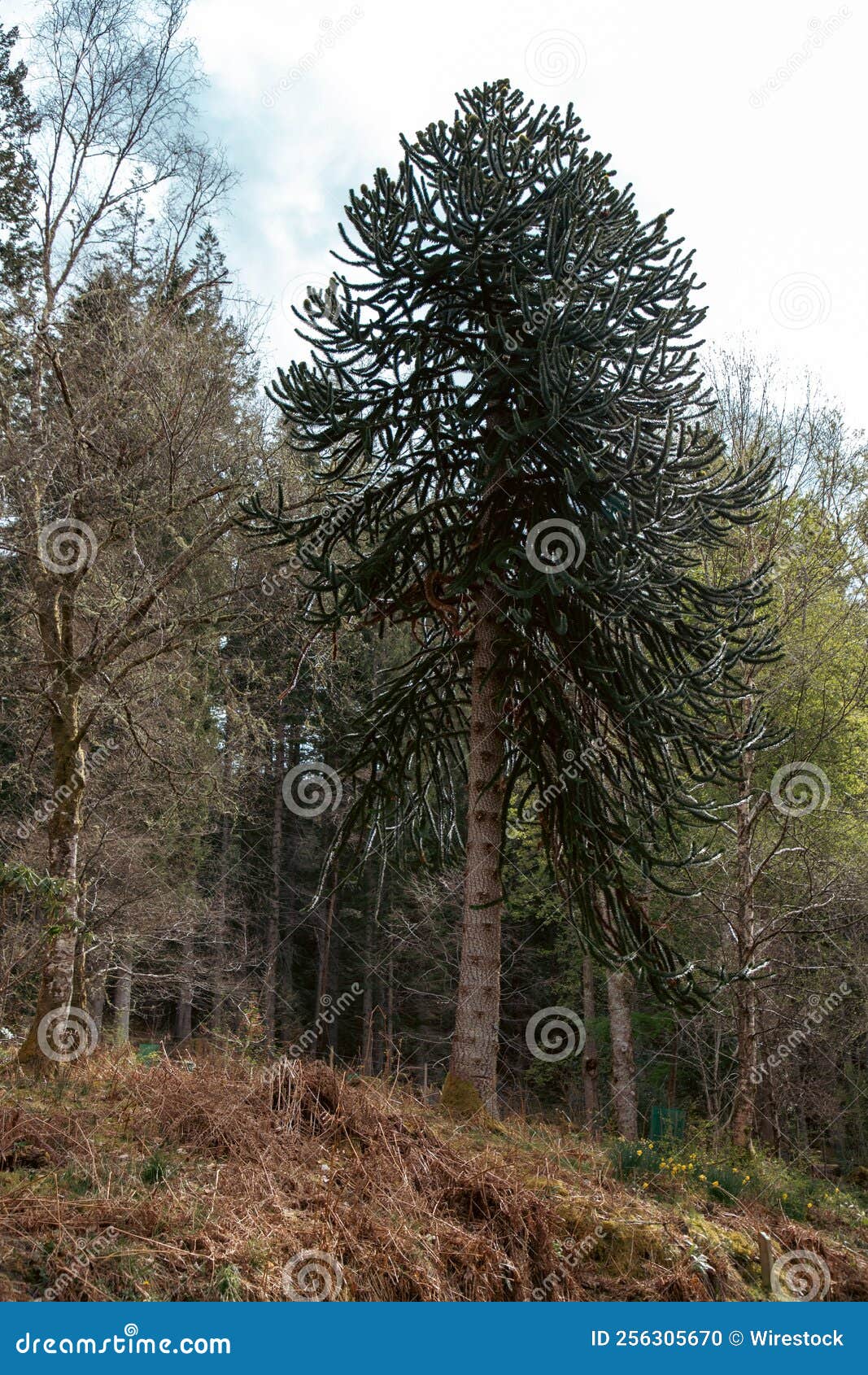 Vertical Shot of a Monkey Puzzle Tree Stock Photo - Image of woodlands ...