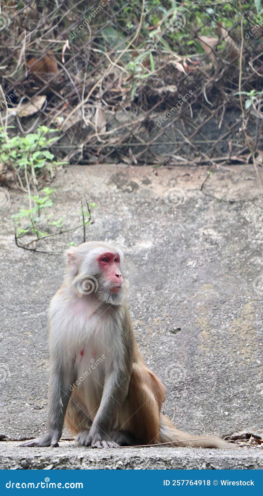 Vertical Shot of a Monkey Sitting on the Ground Looking Around in the ...
