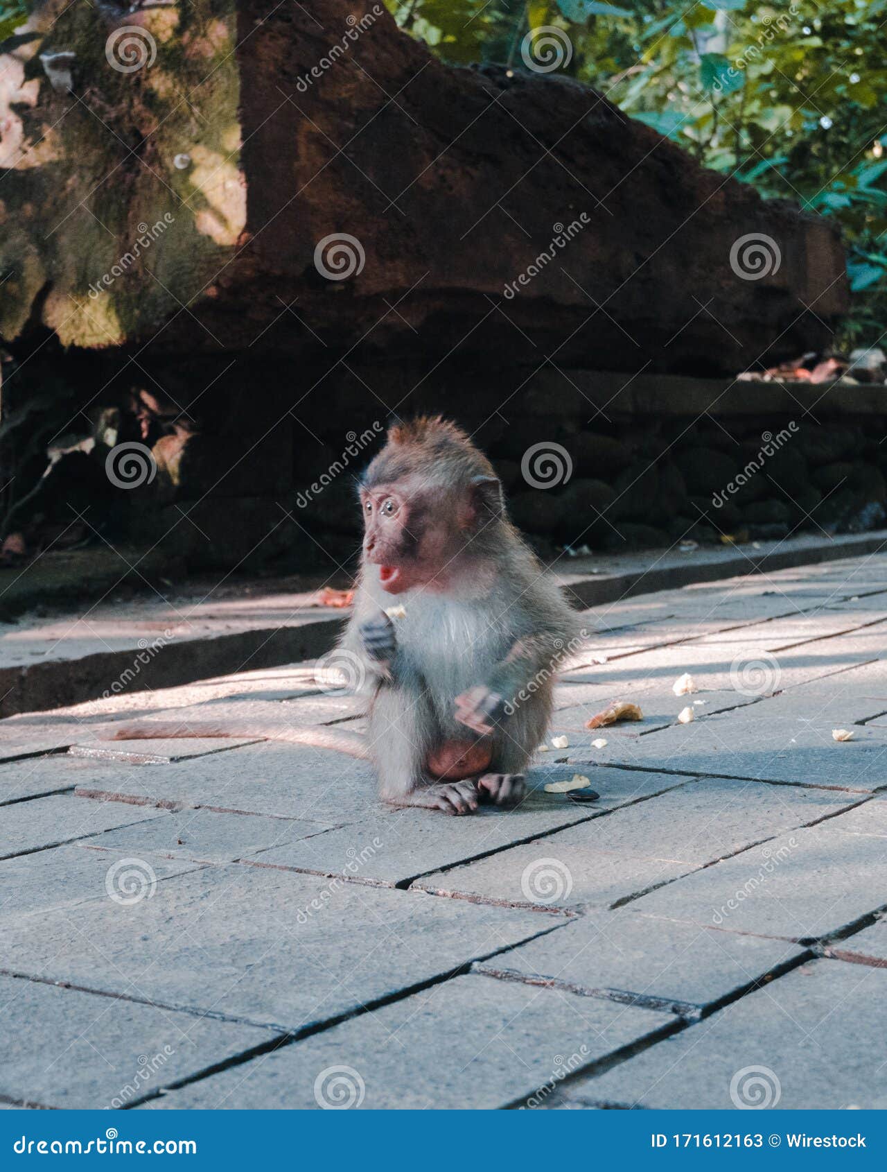 Vertical Shot of a Monkey Sitting on the Ground with a Surprised Face ...