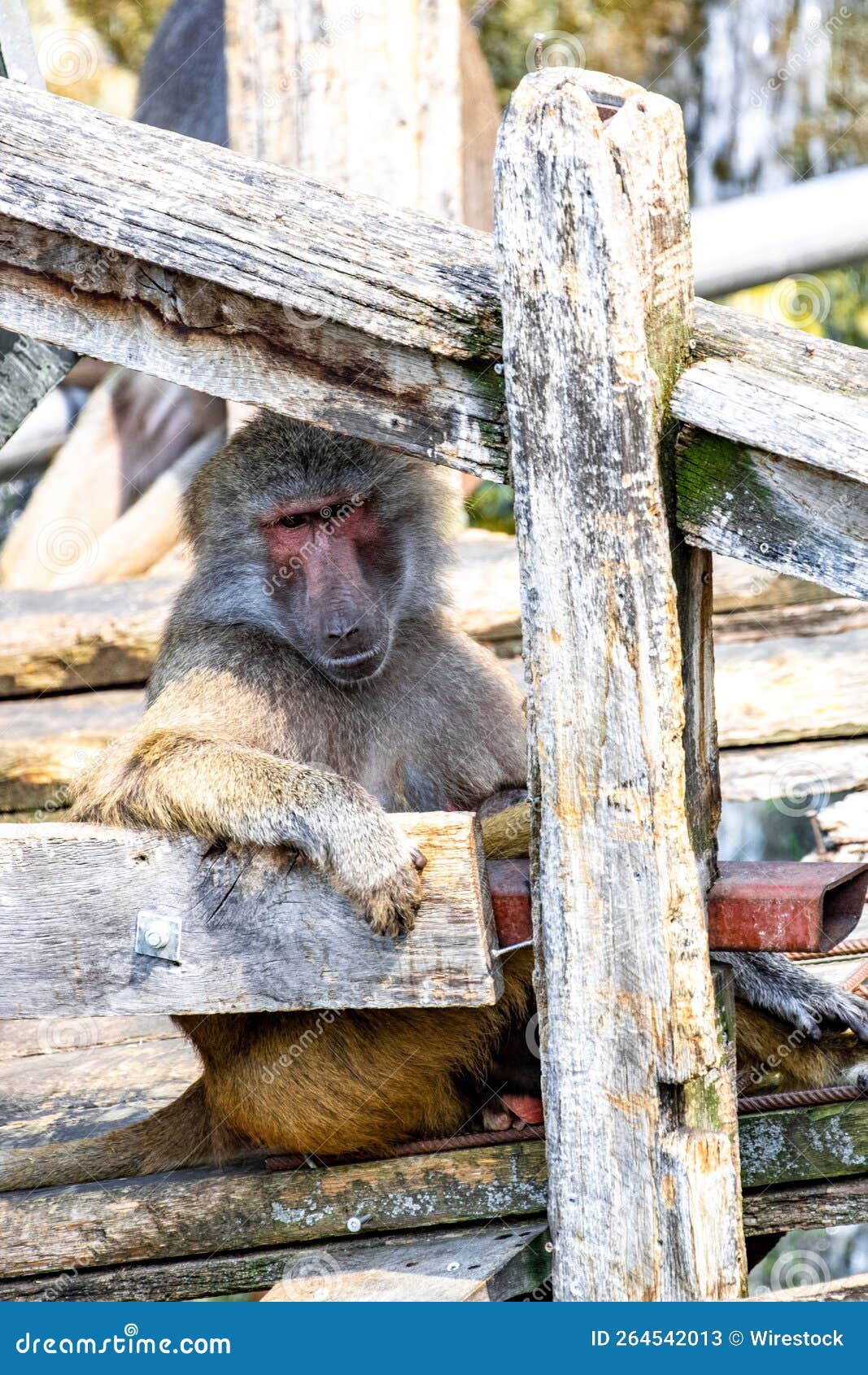 Vertical Shot of a Monkey Sitting on a Wooden Surface in a Zoo Stock ...