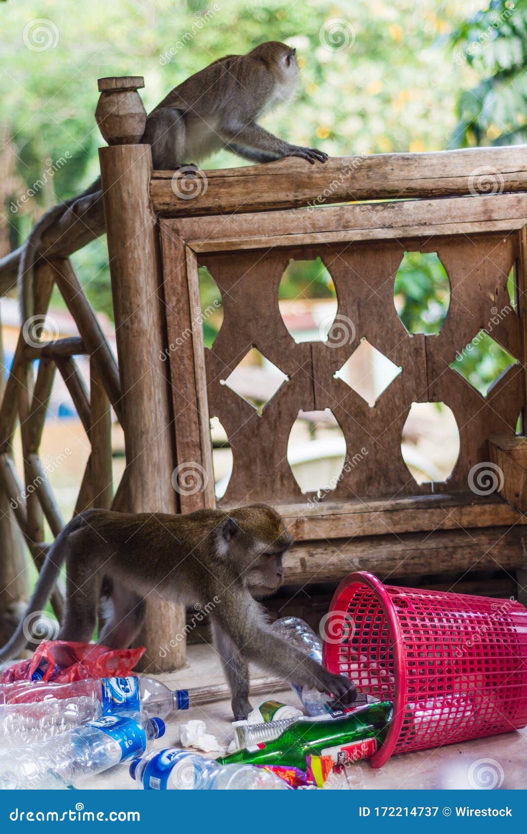 Vertical Shot of Monkeys Playing Around Editorial Photography - Image ...