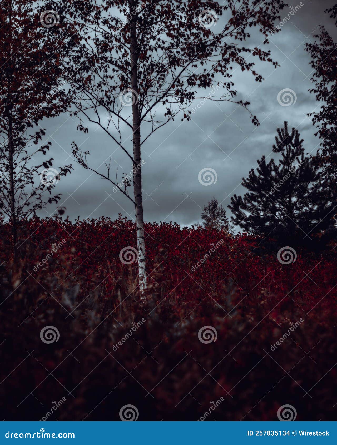 Vertical Shot of a Moody Autumn Scenery in a Forest Stock Photo - Image ...