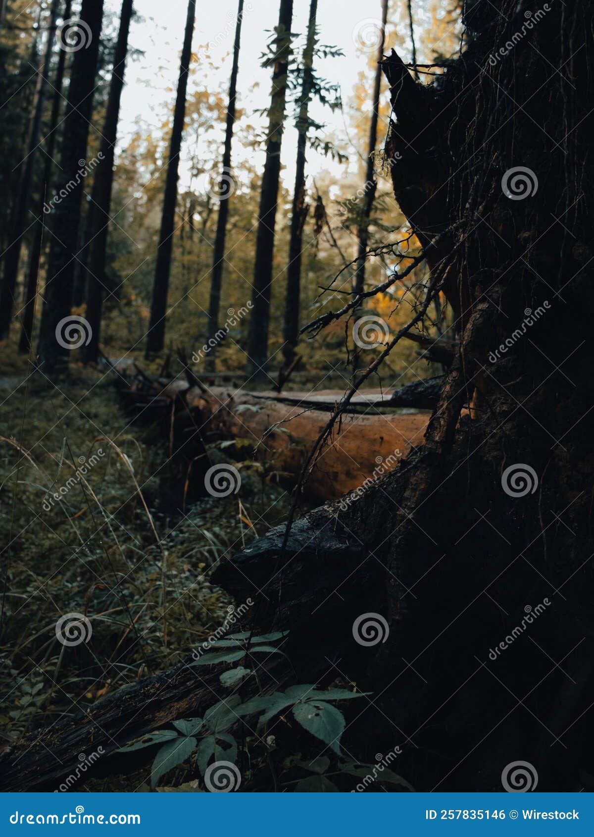 Vertical Shot of a Moody Autumn Scenery in a Forest Stock Photo - Image ...