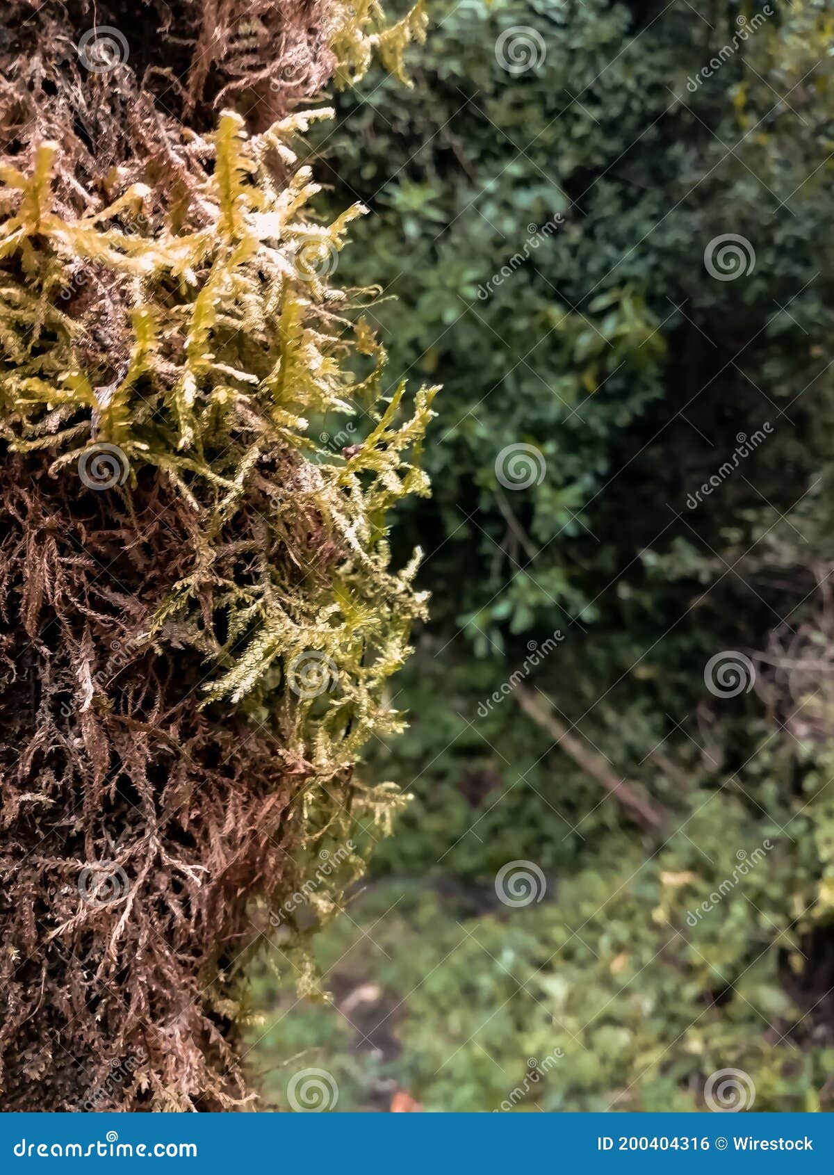 Vertical Shot of Moss on the Tree Bark Stock Photo - Image of plant ...