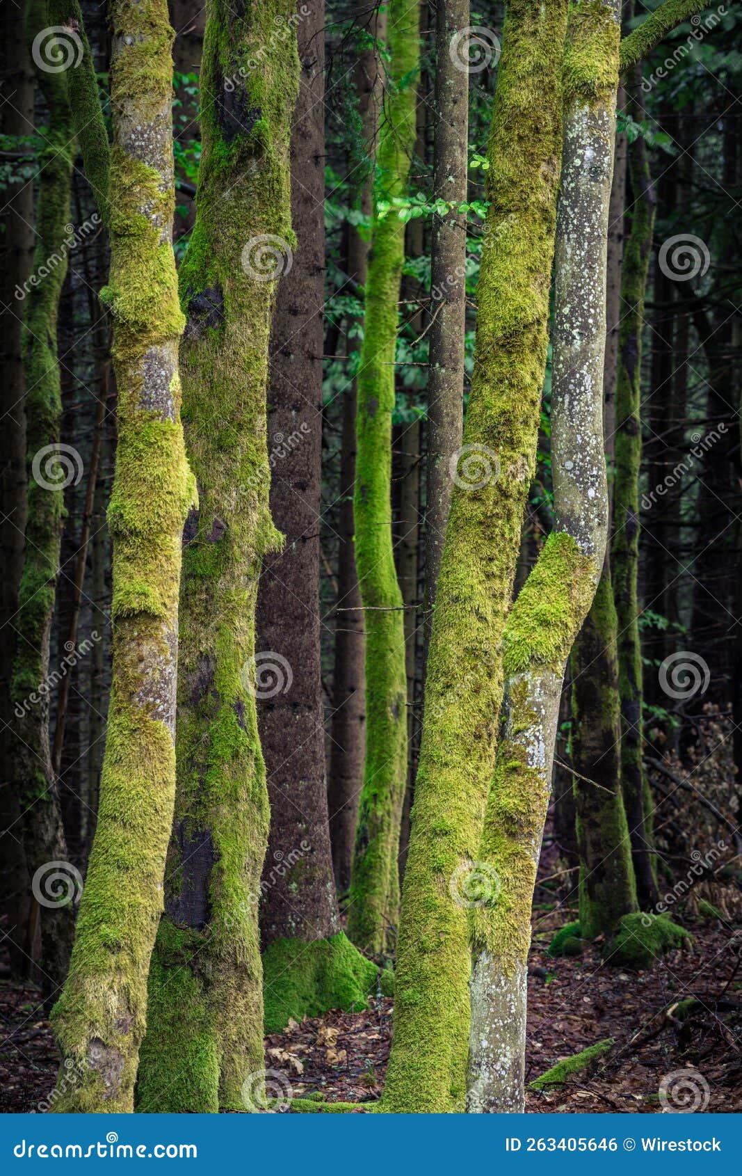 Vertical Shot of the Mossy Trees in the Rainforest Stock Photo - Image ...