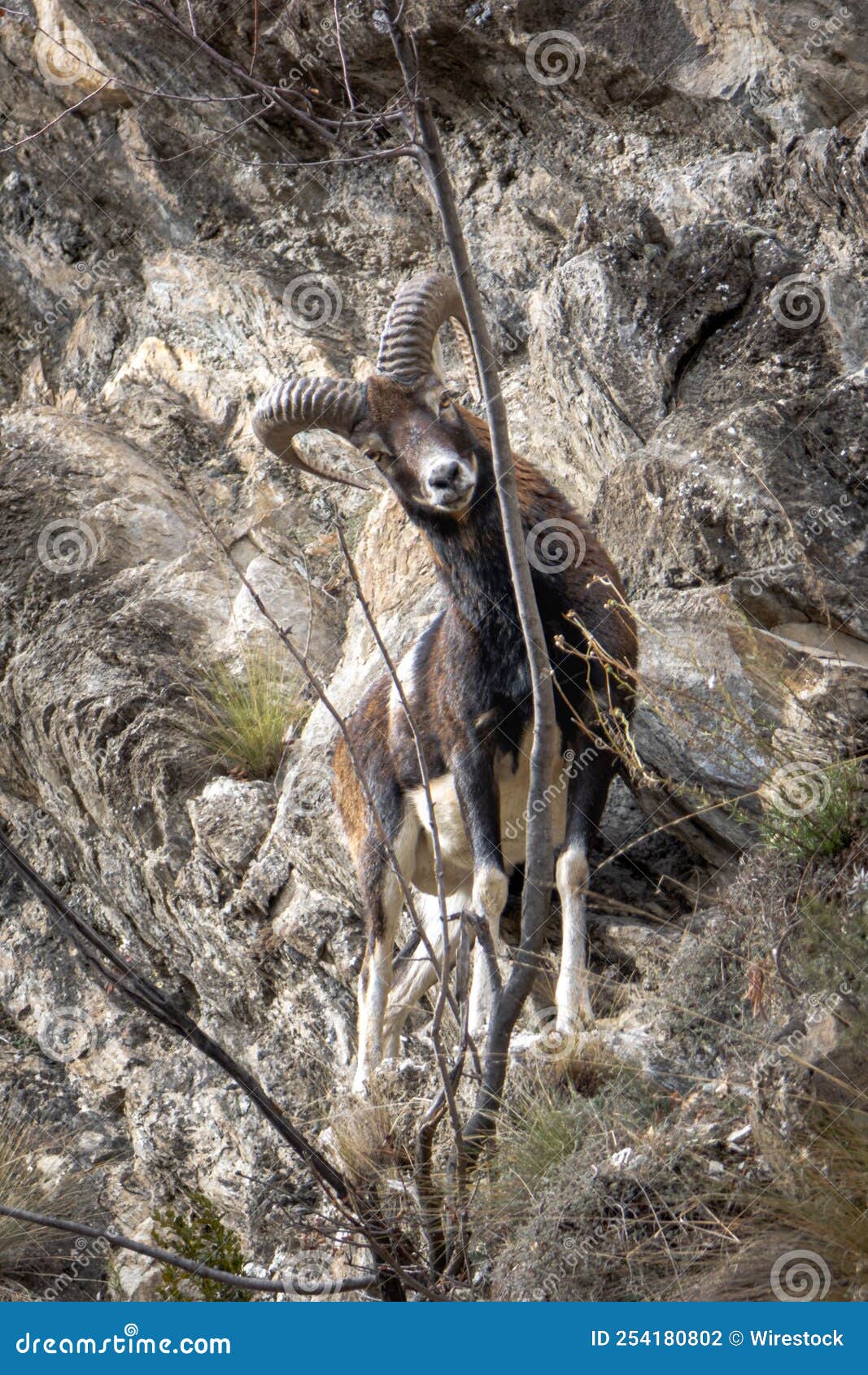 Vertical Shot of Mouflon Looking at the Camera from the Cliff Stock ...