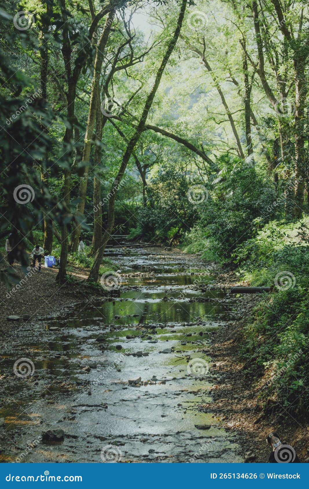 Vertical Shot of Muddy and Water Path between Greenery in Forest Stock ...