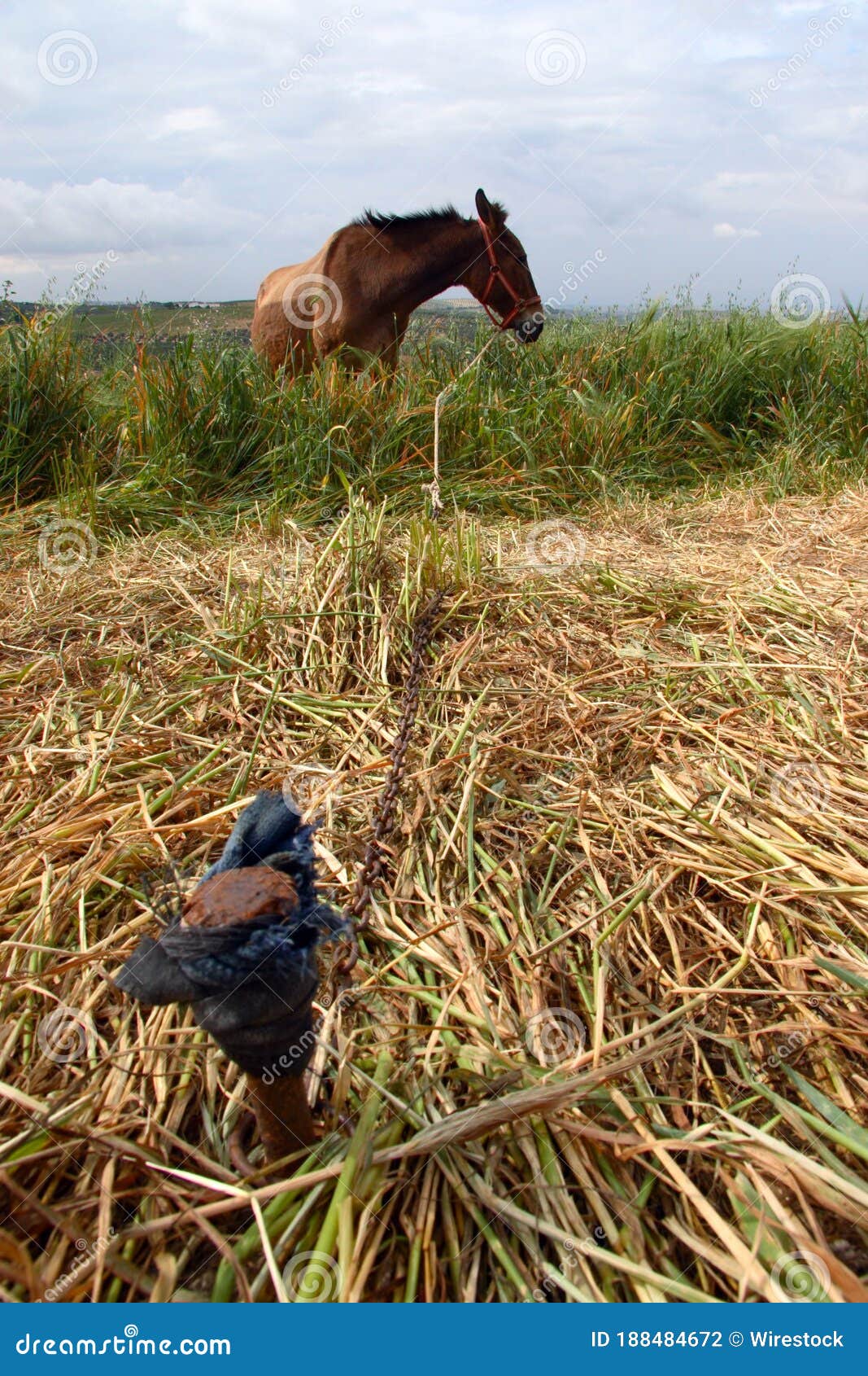 Vertical Shot of a Mule Tied with a Rope Stock Photo - Image of fluff ...