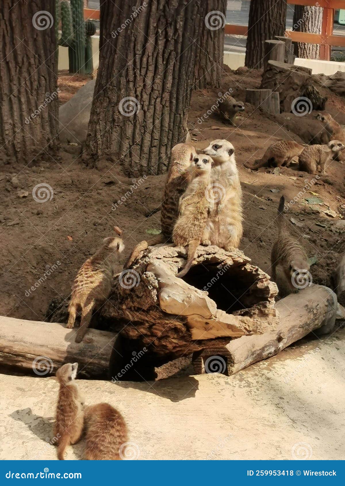 Vertical Shot of Multiple Meerkats Standing on a Wooden Log Inside a ...
