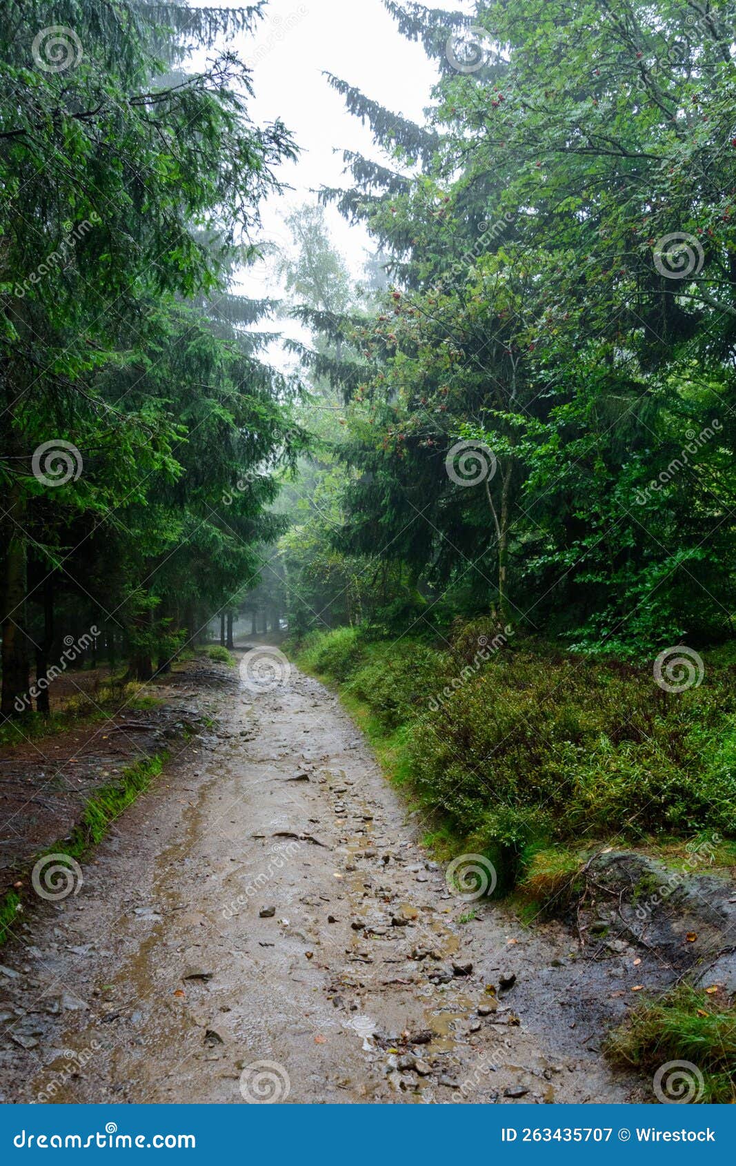 Vertical Shot of a Narrow Alley in the Forest Stock Image - Image of ...