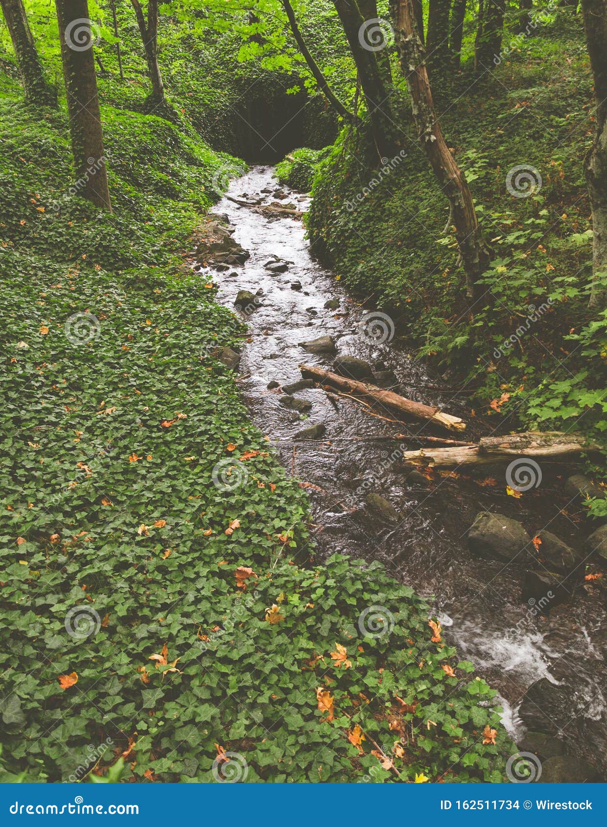 Vertical Shot of a Narrow Ditch Full of Rocks in the Middle of a Green ...
