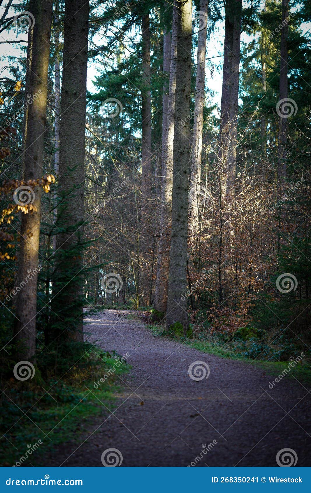 Vertical Shot of a Narrow Path in the Deciduous Forest Stock Image ...
